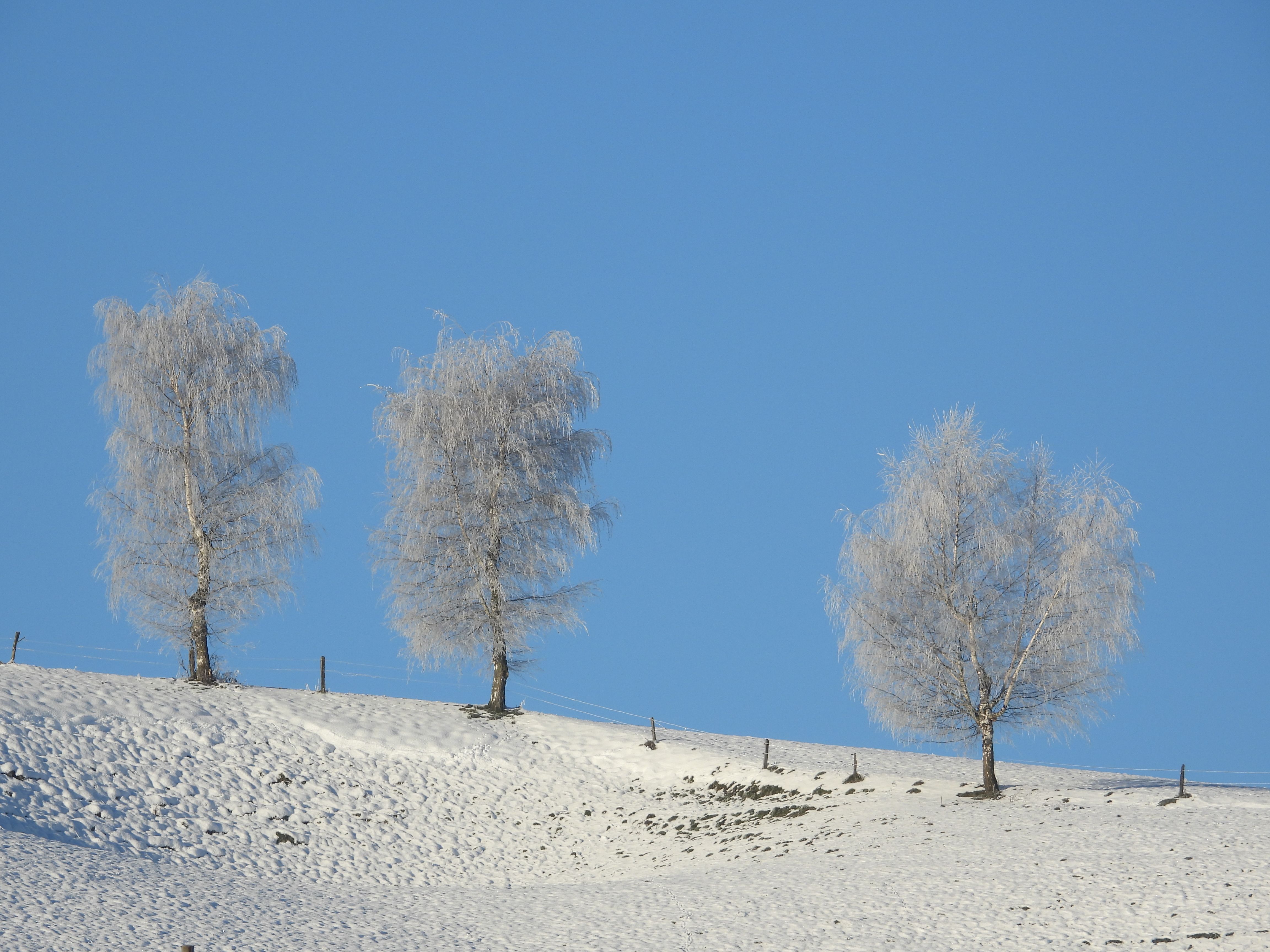 Three Frosty Trees on a Snow-Covered Hill · Free Stock Photo