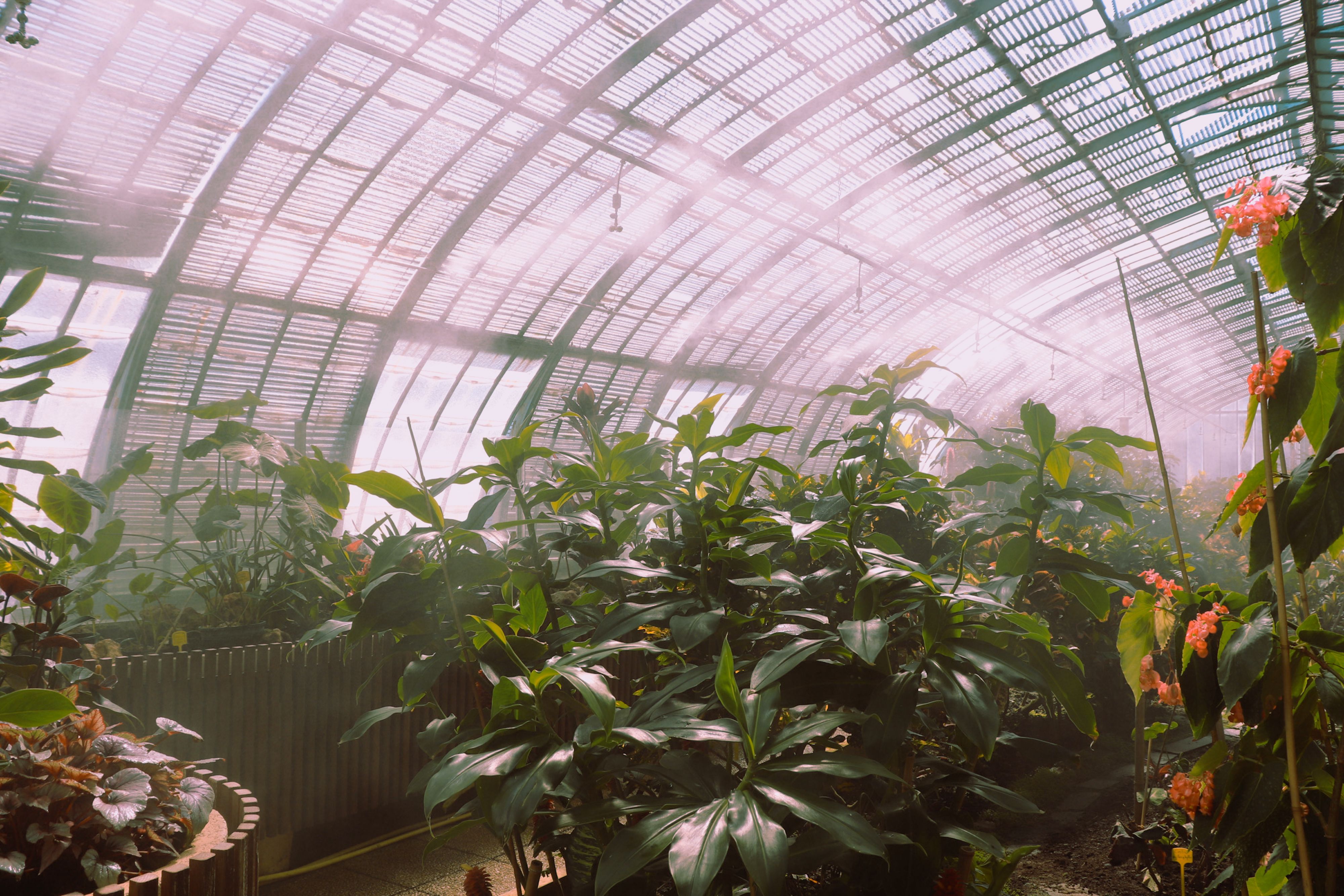 Lush Botanical Garden Inside Paris Greenhouse · Free Stock Photo