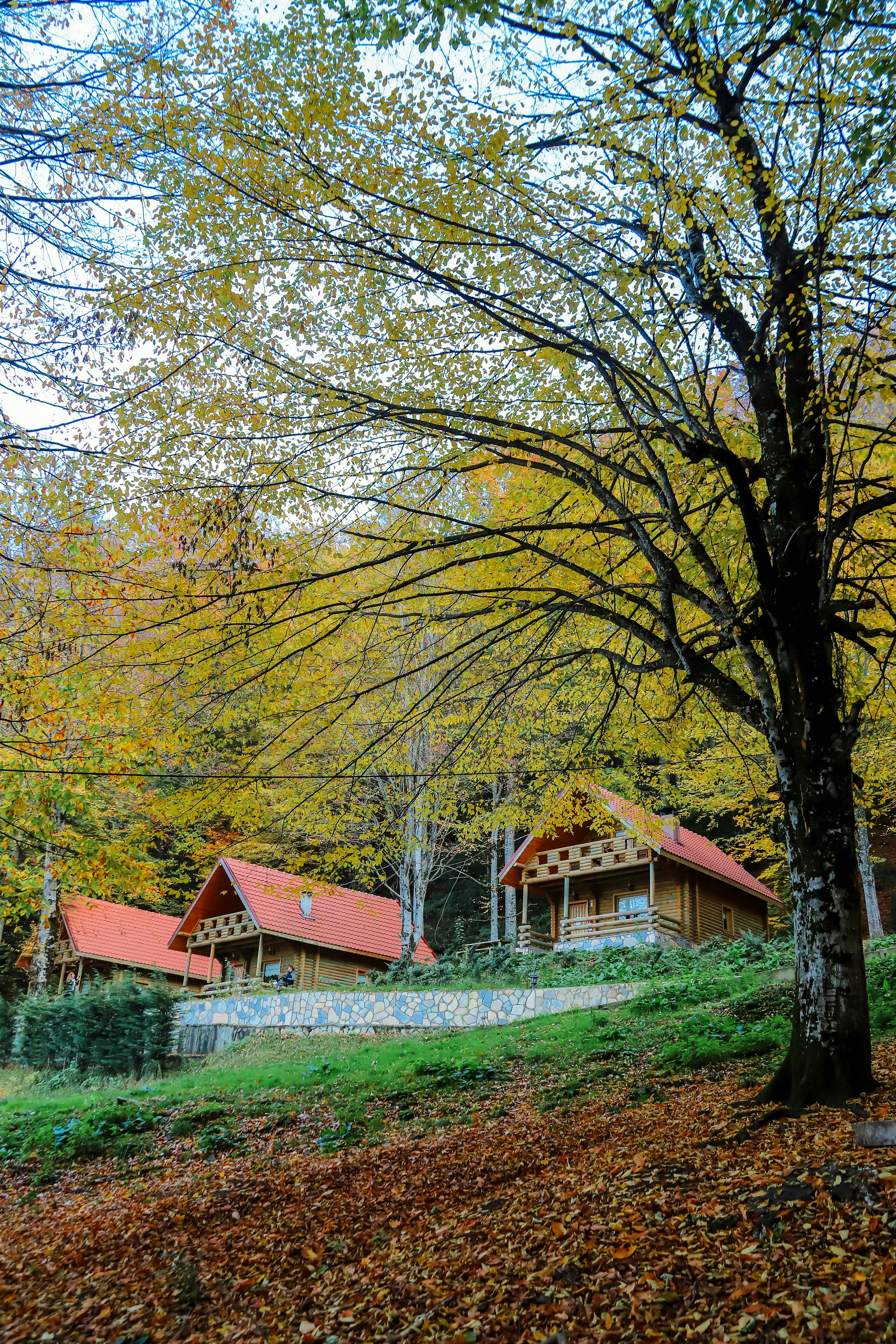 Charming Wooden Cabins in Autumn Forest Landscape · Free Stock Photo
