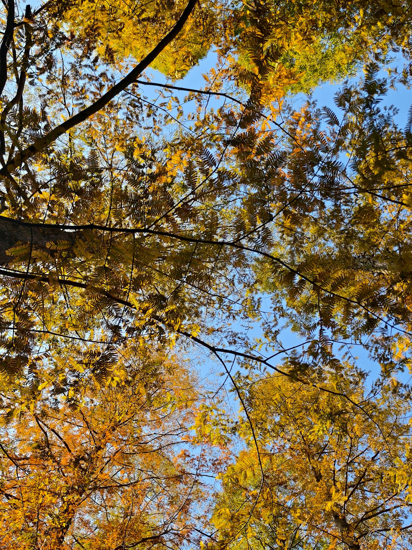 Plant Foliage Photos, Download The BEST Free Plant Foliage Stock Photos ...