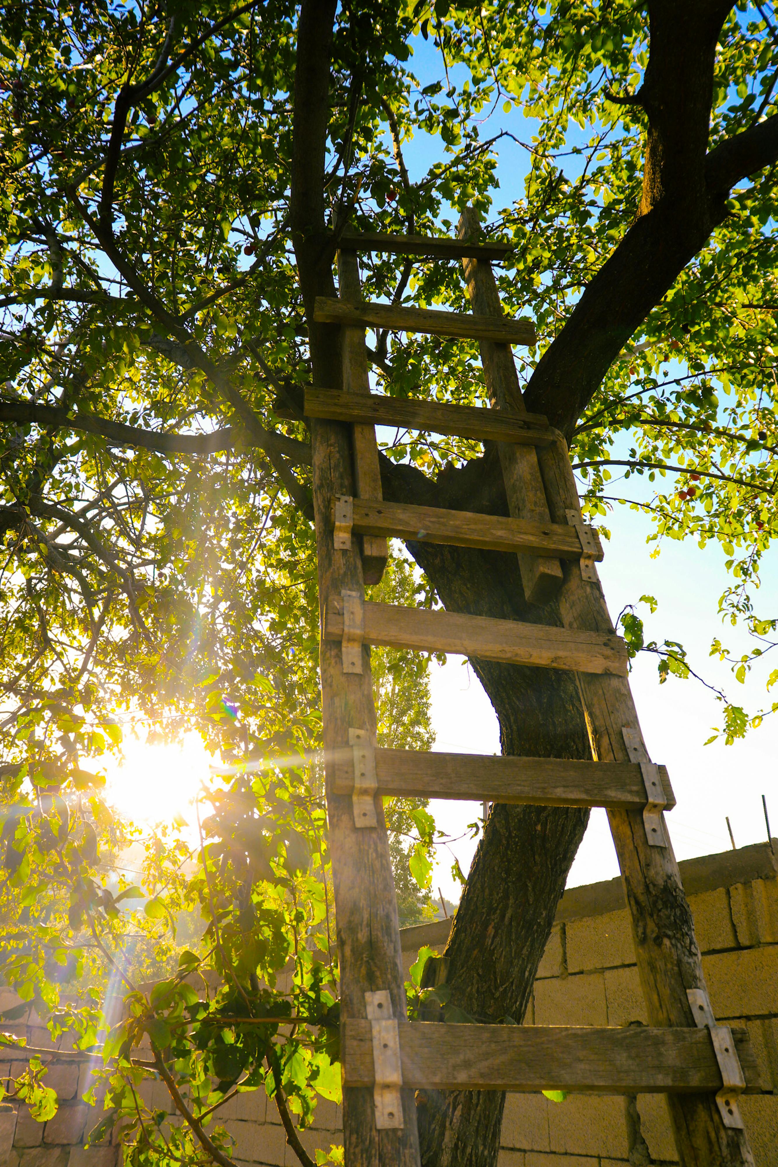 Rustic Wooden Ladder Against a Tree in Türkiye · Free Stock Photo