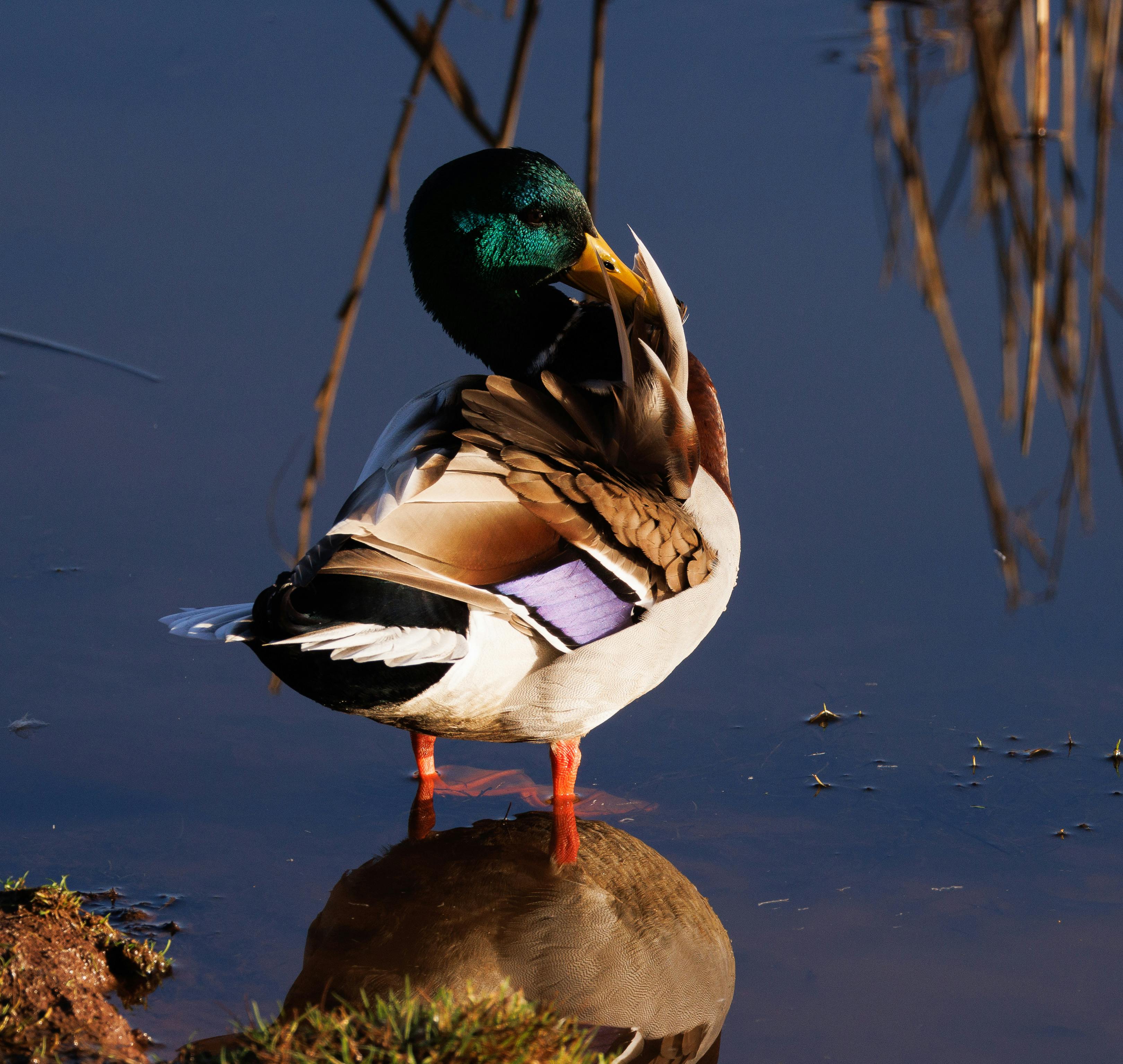 Vibrant Mallard Duck Reflecting in Calm Water · Free Stock Photo