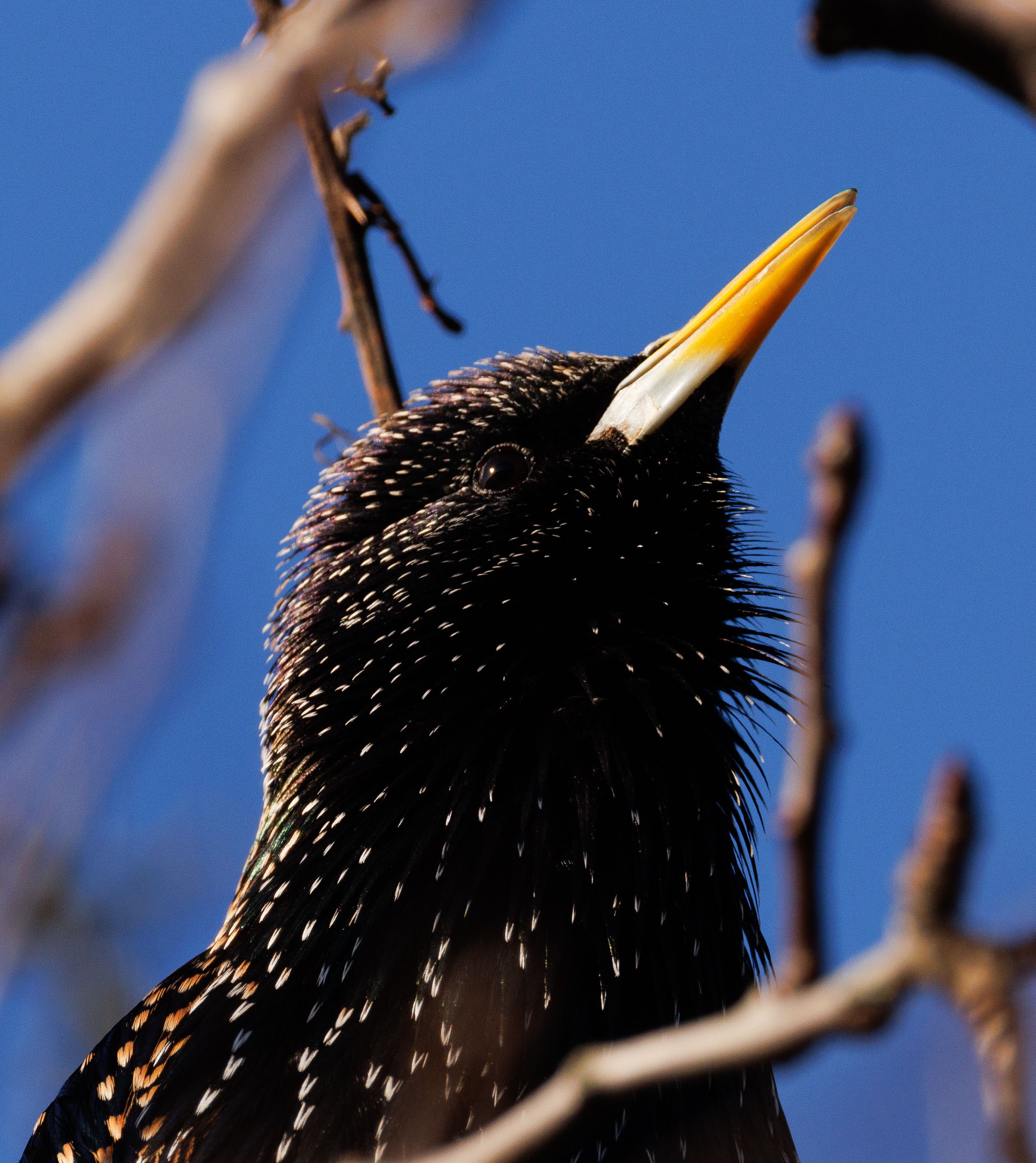 Close-Up of a European Starling in Tree · Free Stock Photo