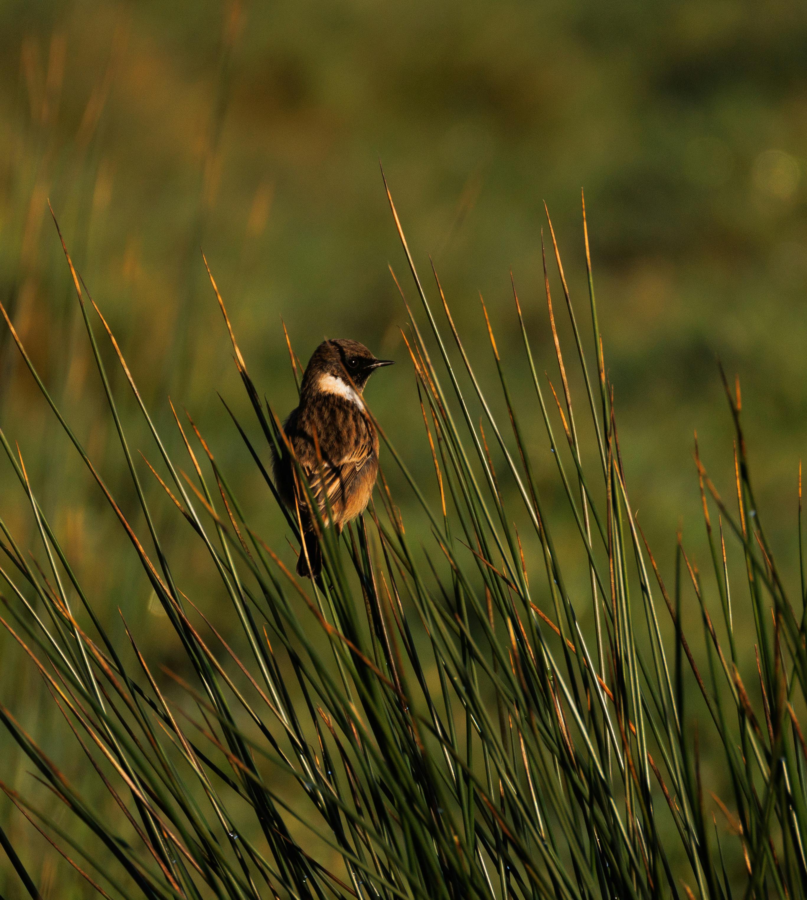 Small Bird Perched on Grassy Stalks in Nature · Free Stock Photo