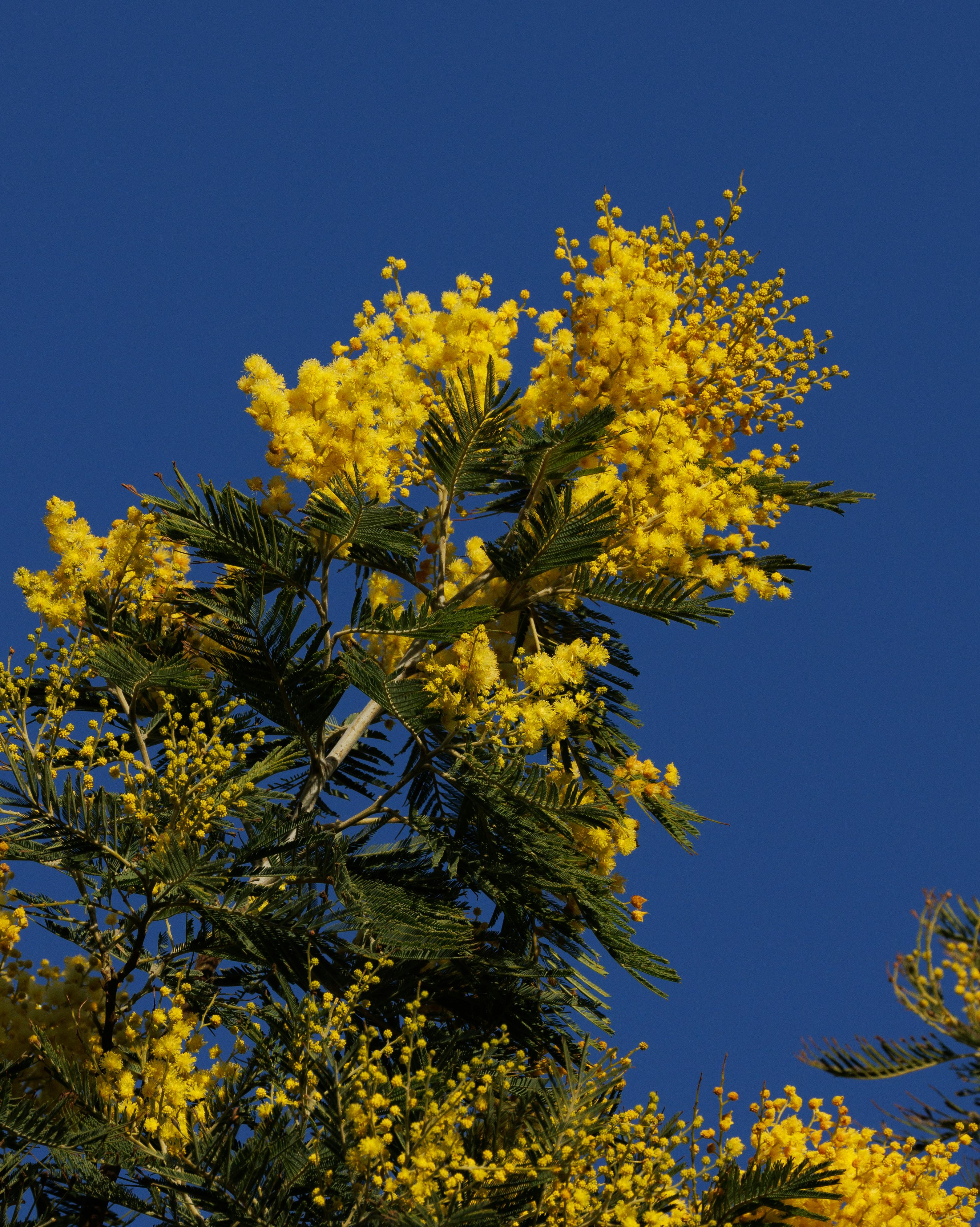 Golden Mimosa Branch Against Clear Blue Sky · Free Stock Photo