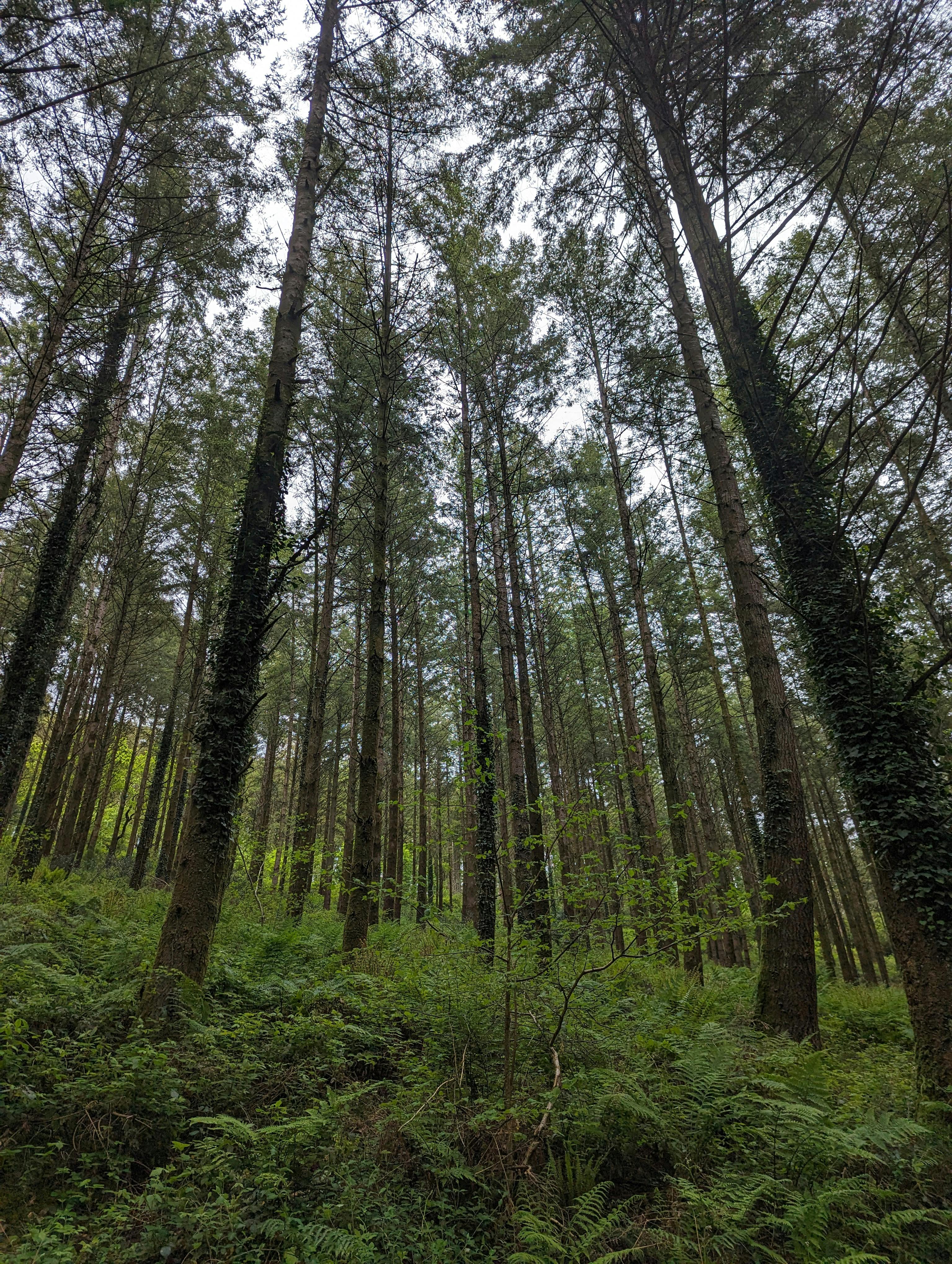 Serene Forest View with Tall Pine Trees · Free Stock Photo