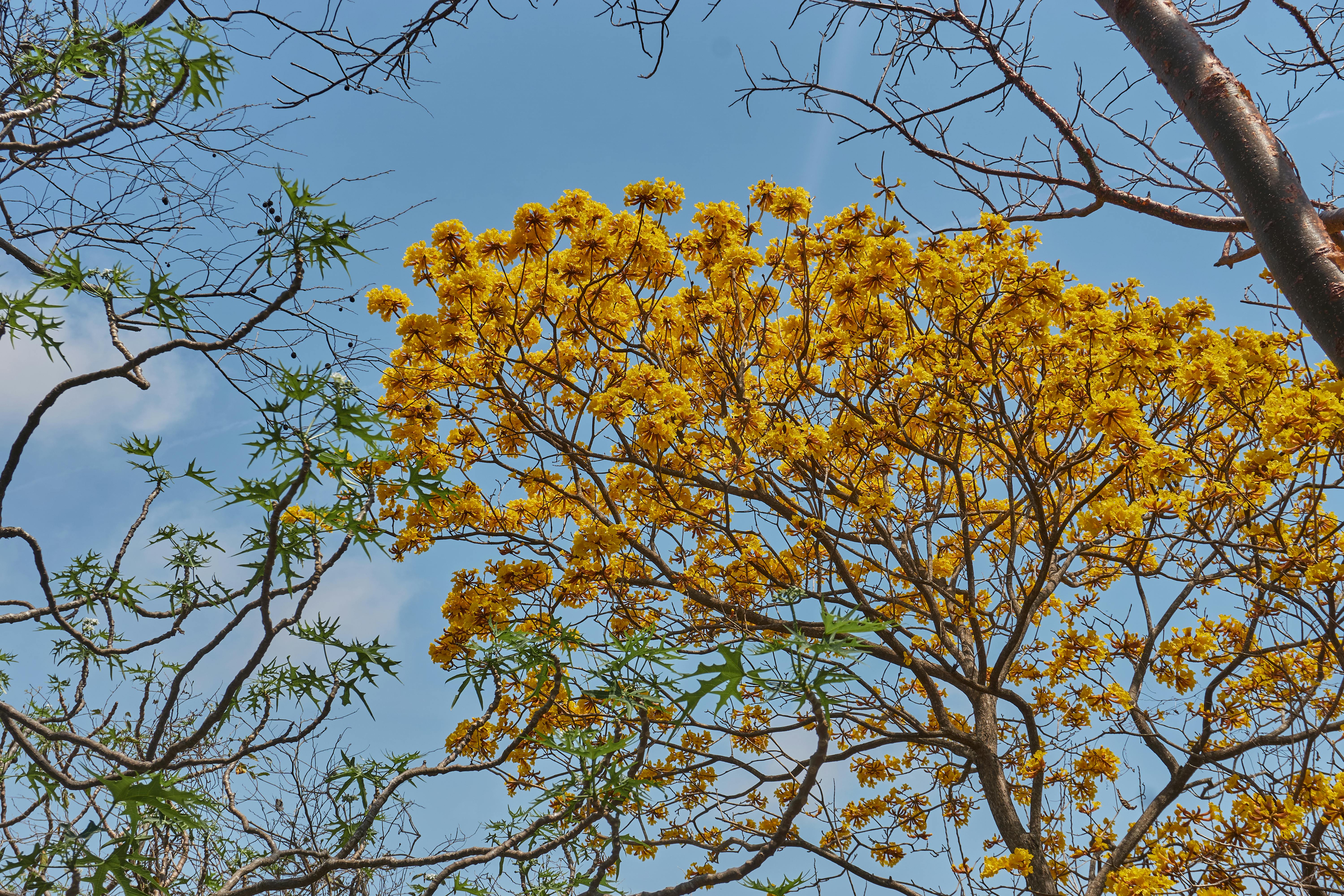 Yellow Blooming Tree in Veracruz, Mexico · Free Stock Photo