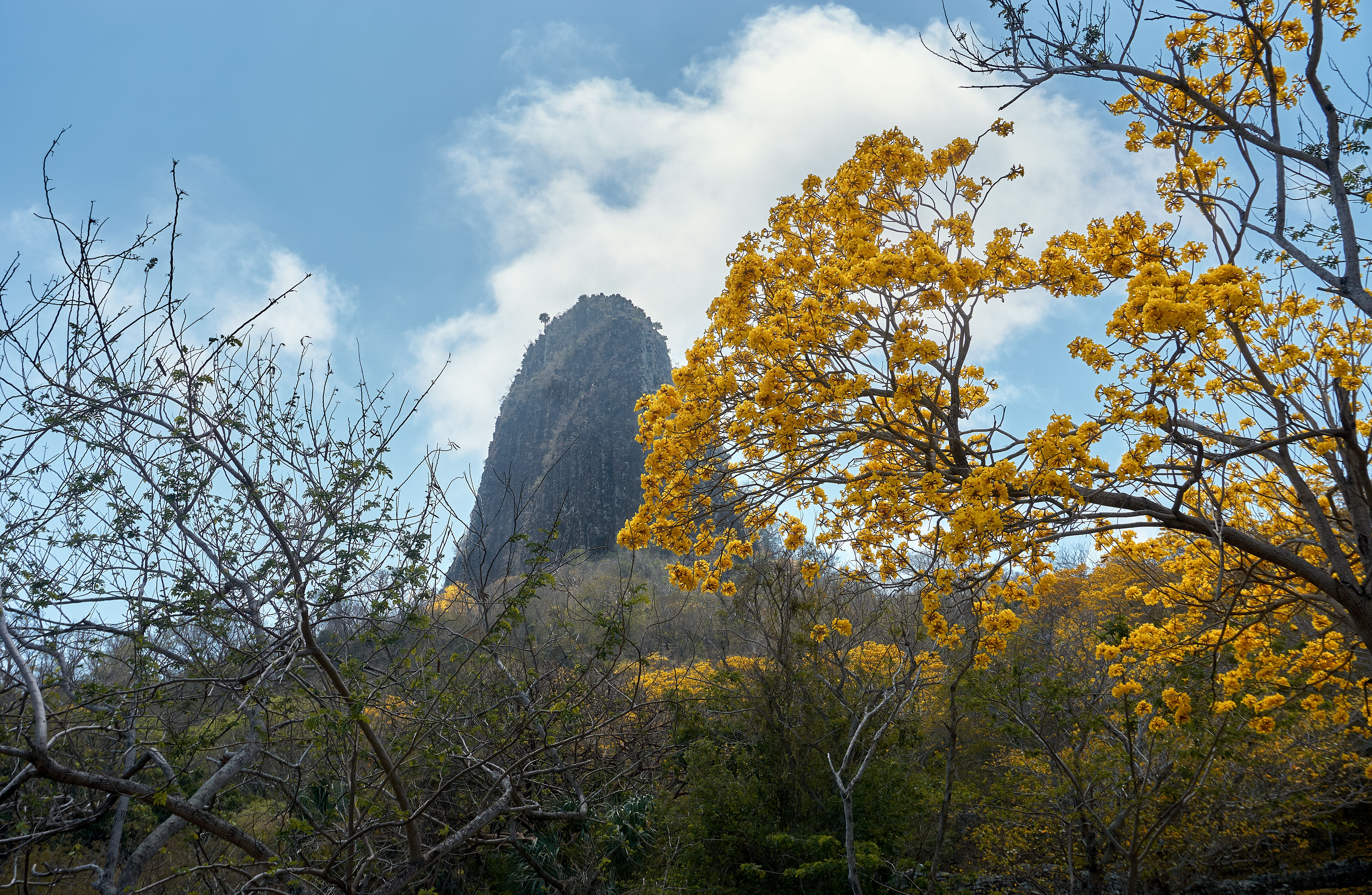 Majestuoso Pico Rocoso Con Flores De Color Amarillo Intenso · Foto de ...