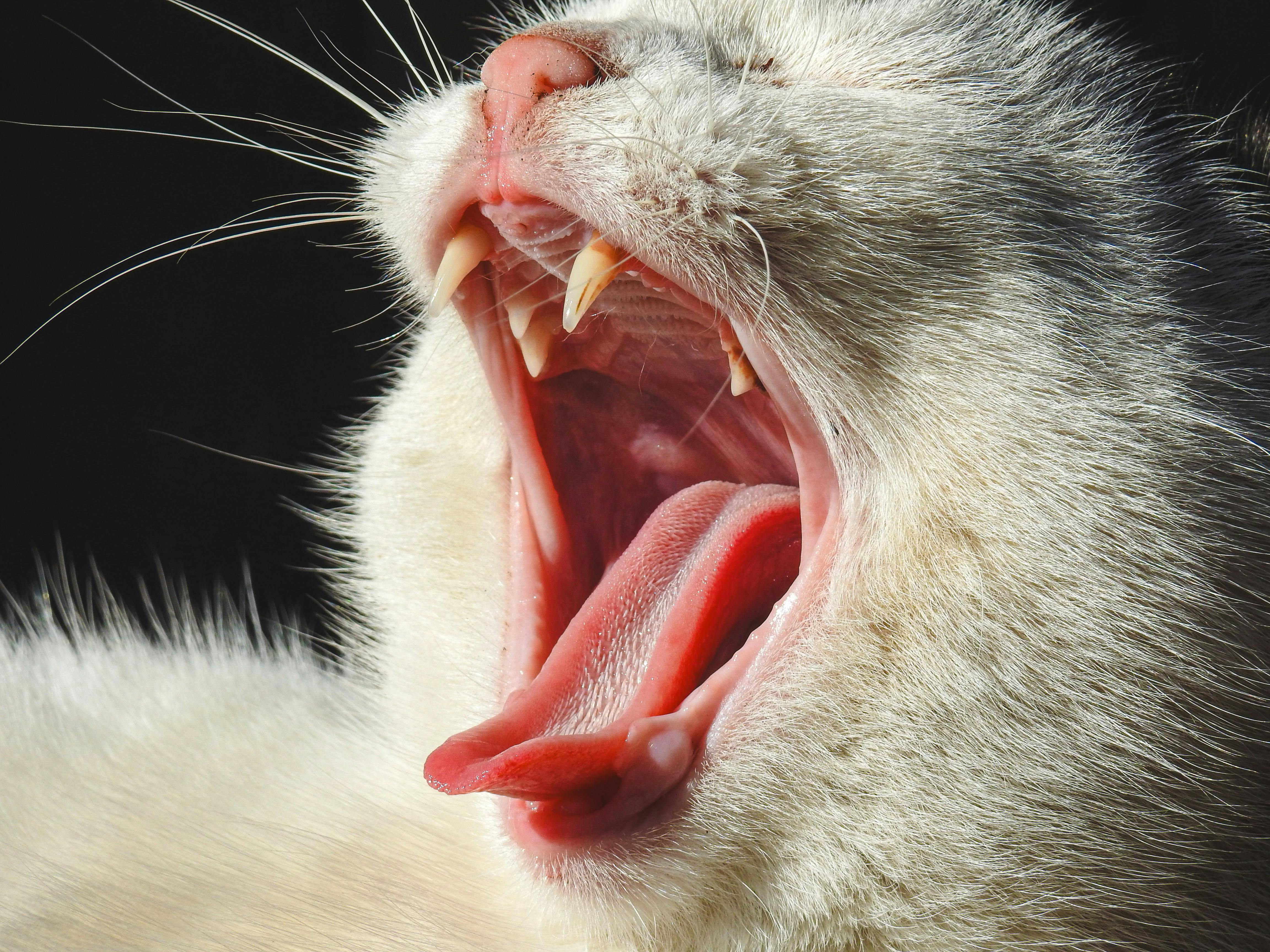 Primer Plano De Un Gato Blanco Bostezando Mostrando Los Dientes · Foto ...