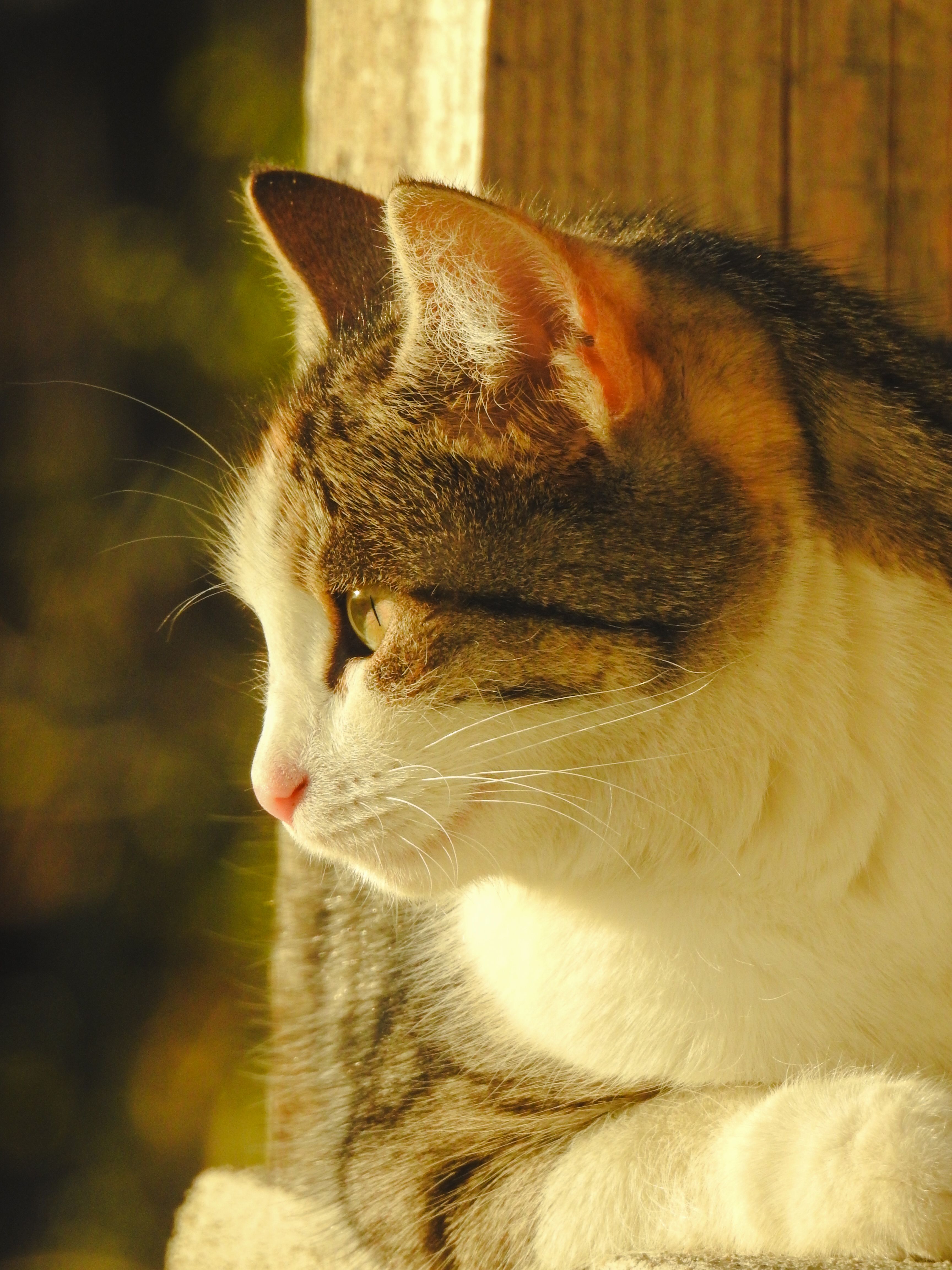 Serene Tri-Color Cat Portrait in Warm Light · Free Stock Photo