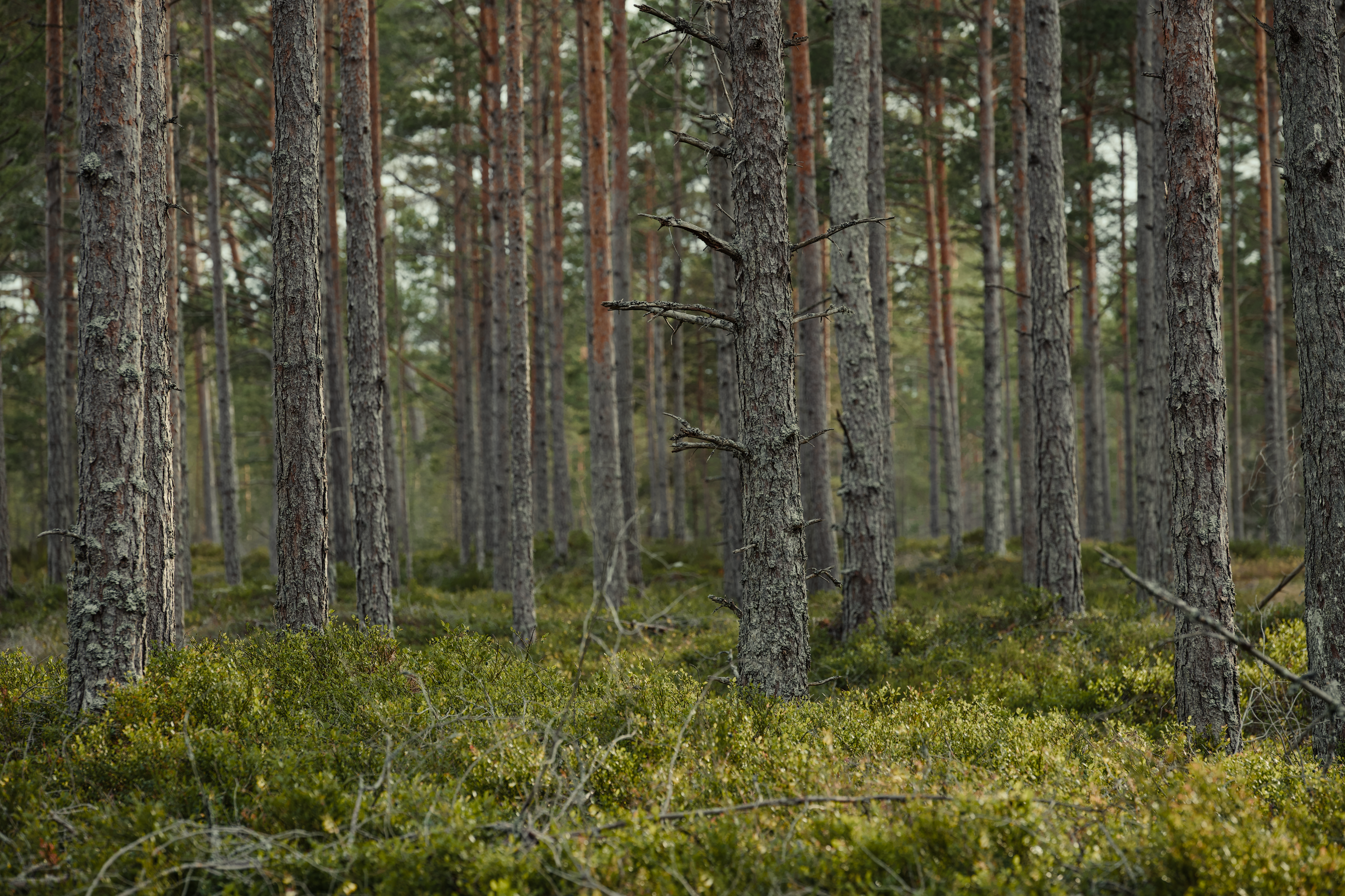 Paisaje Sereno De Bosque Con Altos Pinos · Foto de stock gratuita