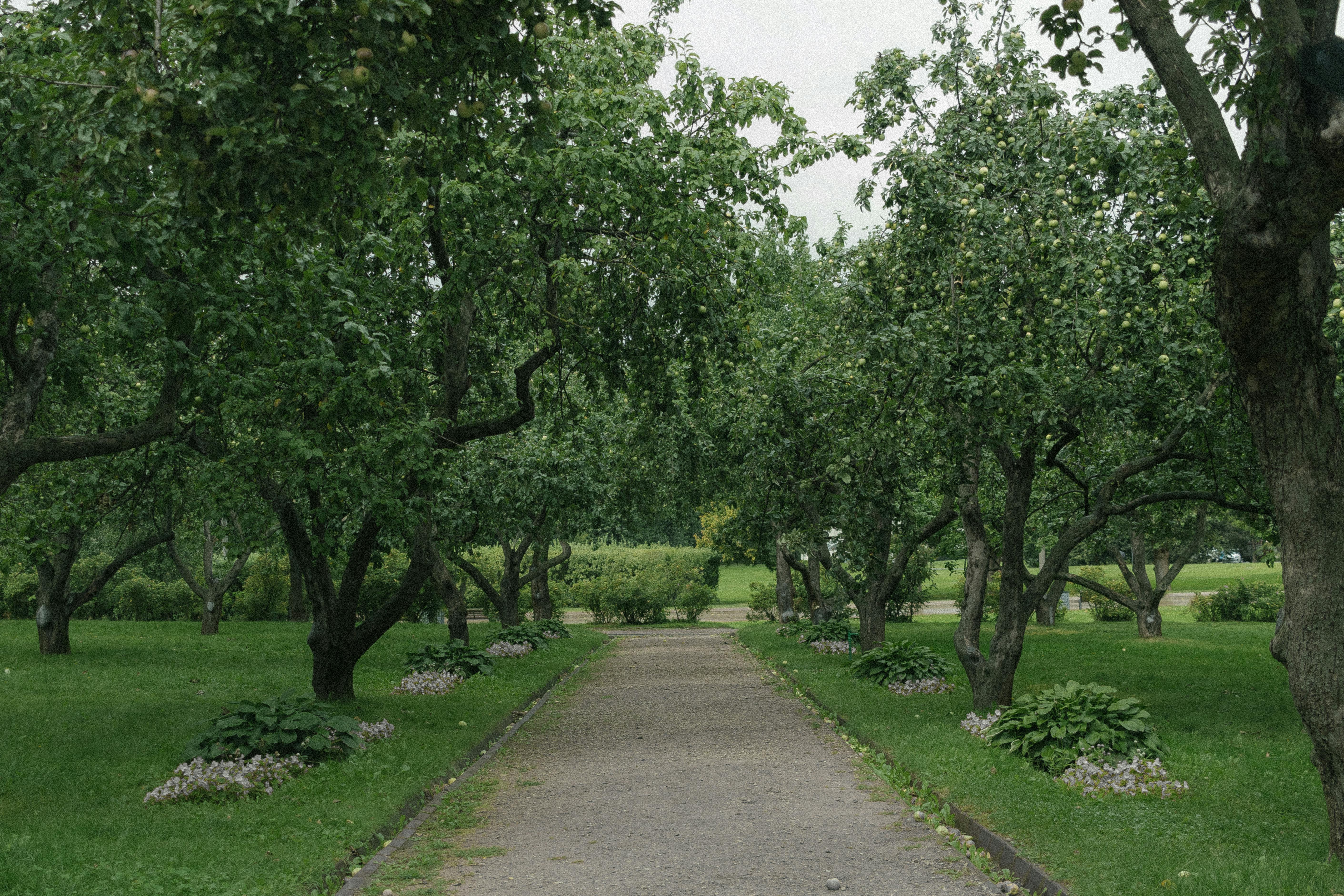 Serene Pathway Through Lush Green Orchard · Free Stock Photo