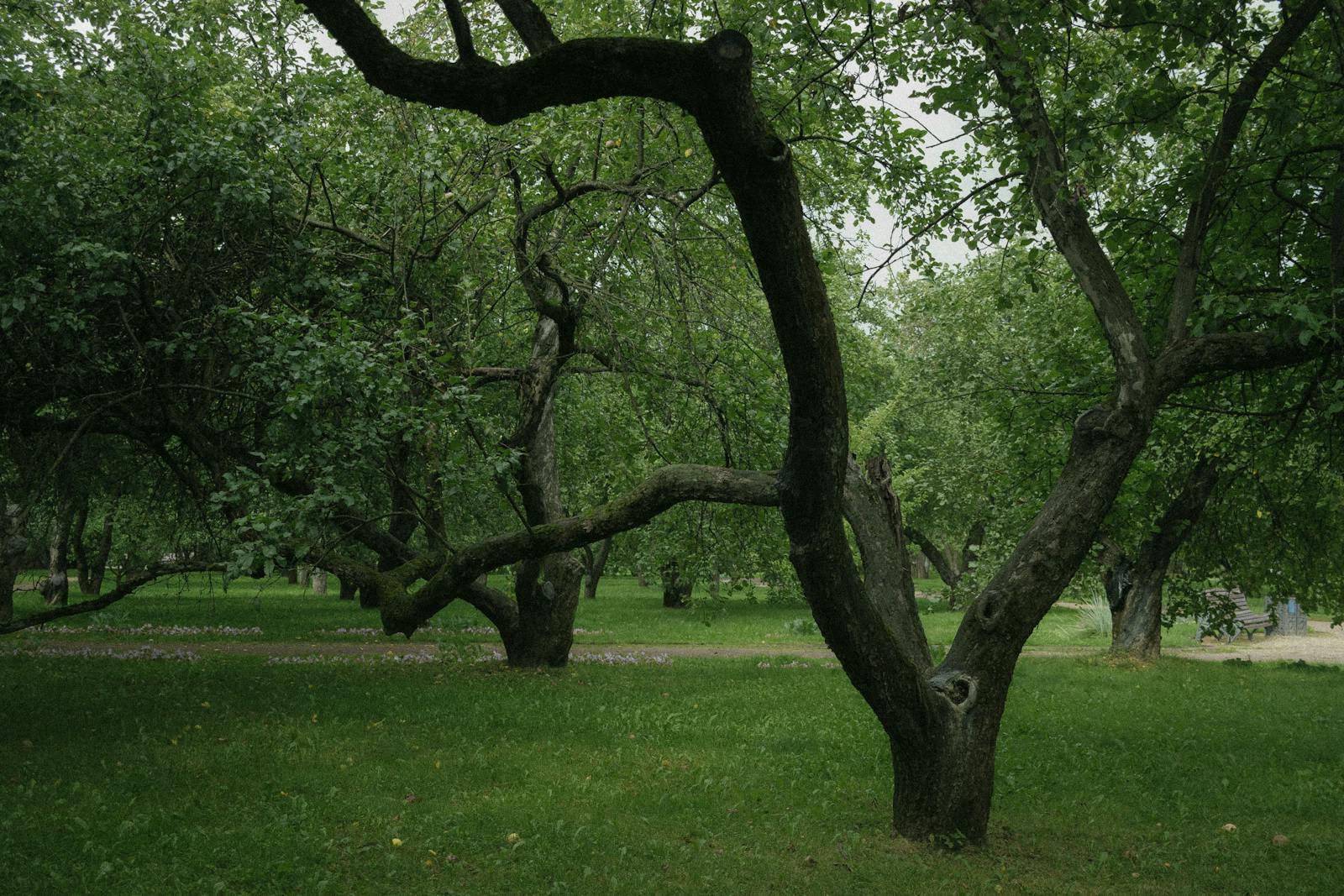Orchard Photos, Download The BEST Free Orchard Stock Photos & HD Images