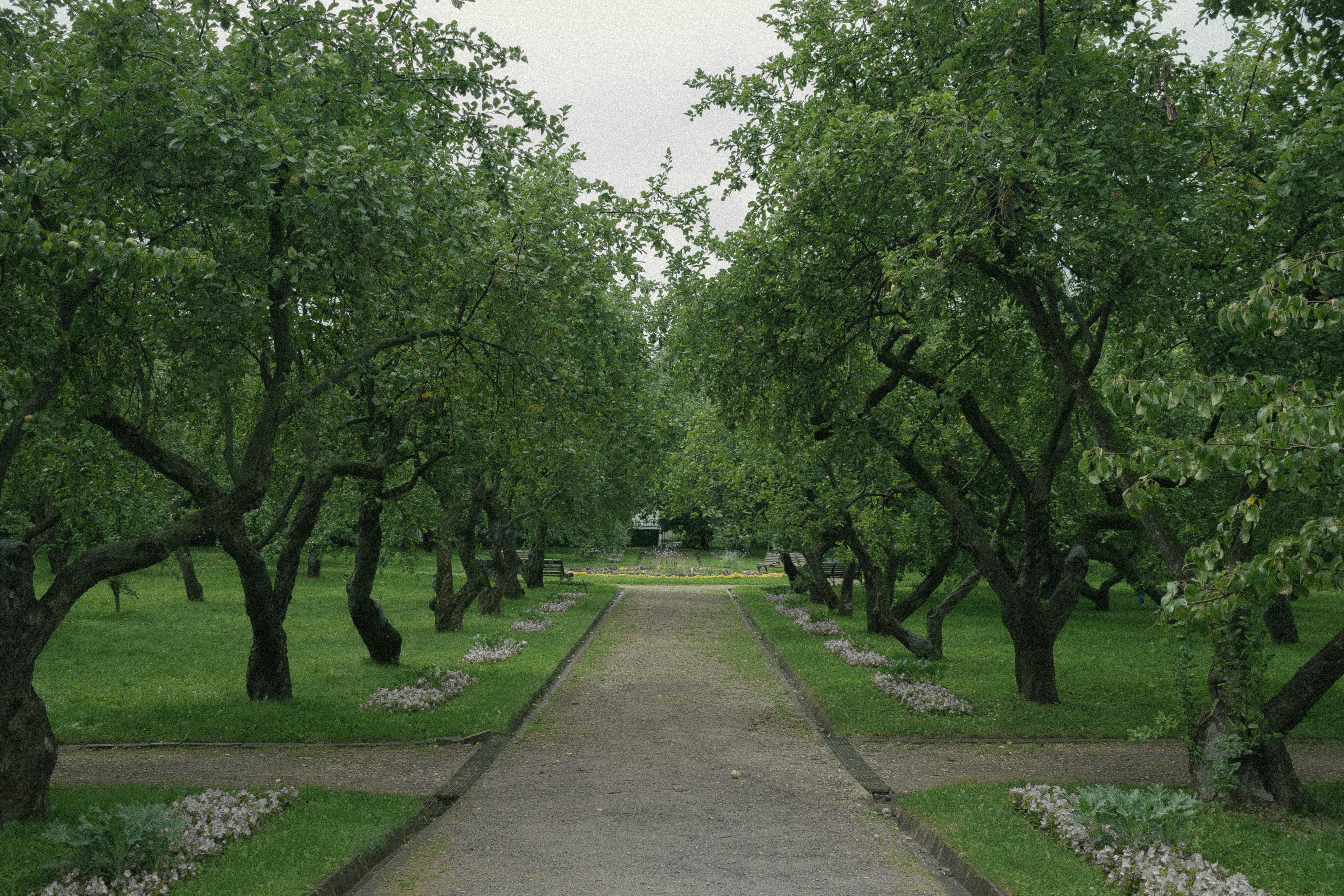 Serene Orchard Pathway with Lush Greenery · Free Stock Photo