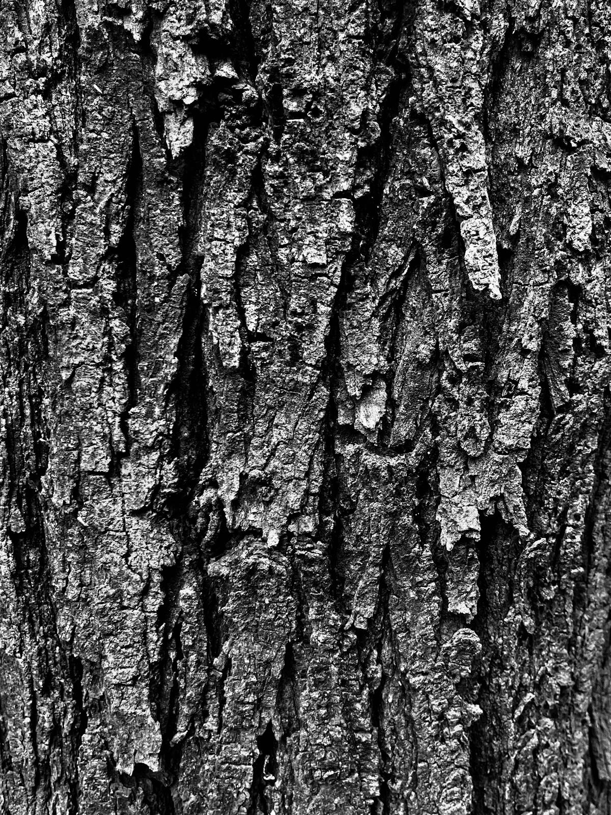 Tree Textures Photos, Download The BEST Free Tree Textures Stock Photos ...