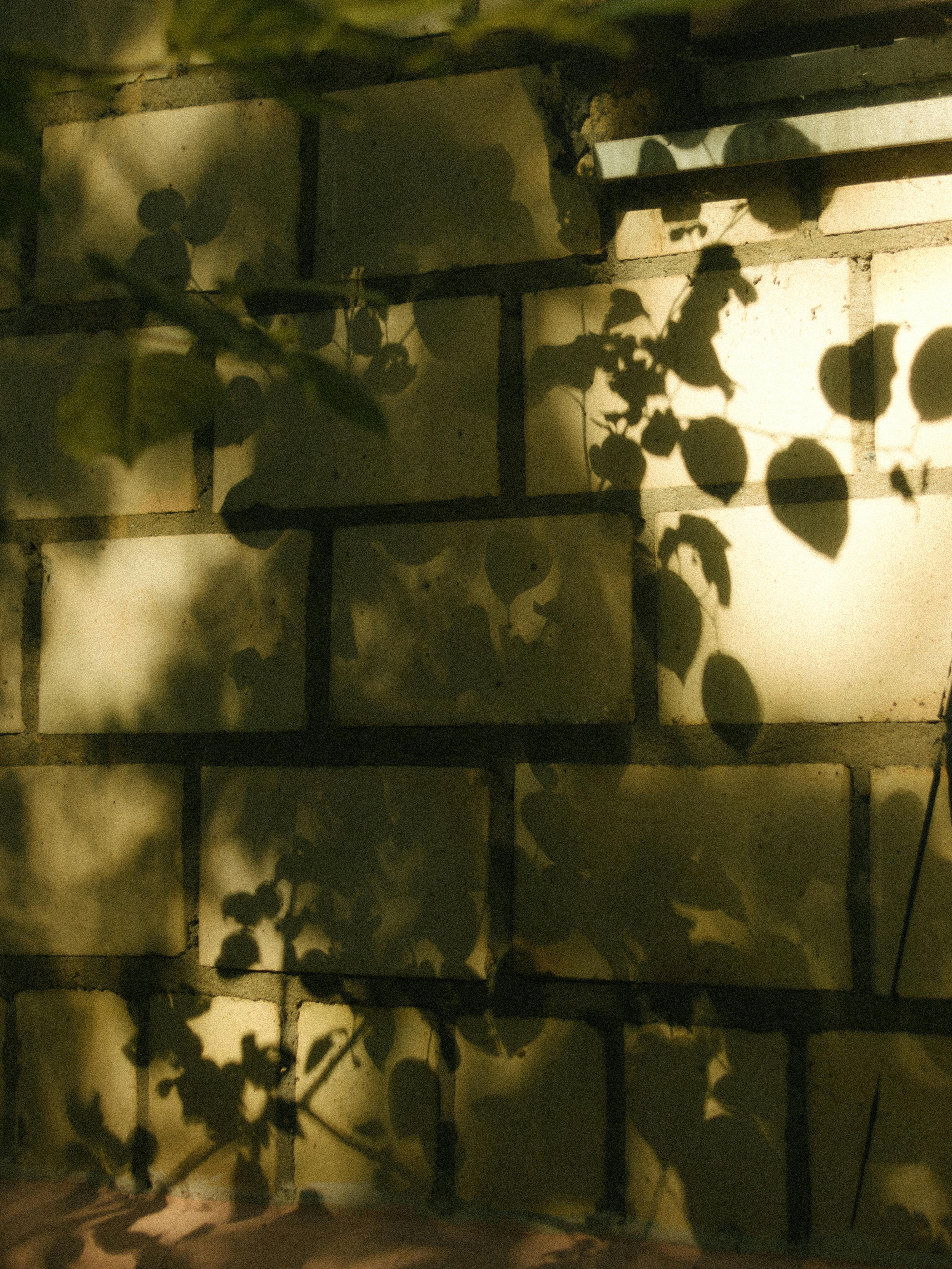 Abstract Leaf Shadows on Brick Wall at Sunset · Free Stock Photo