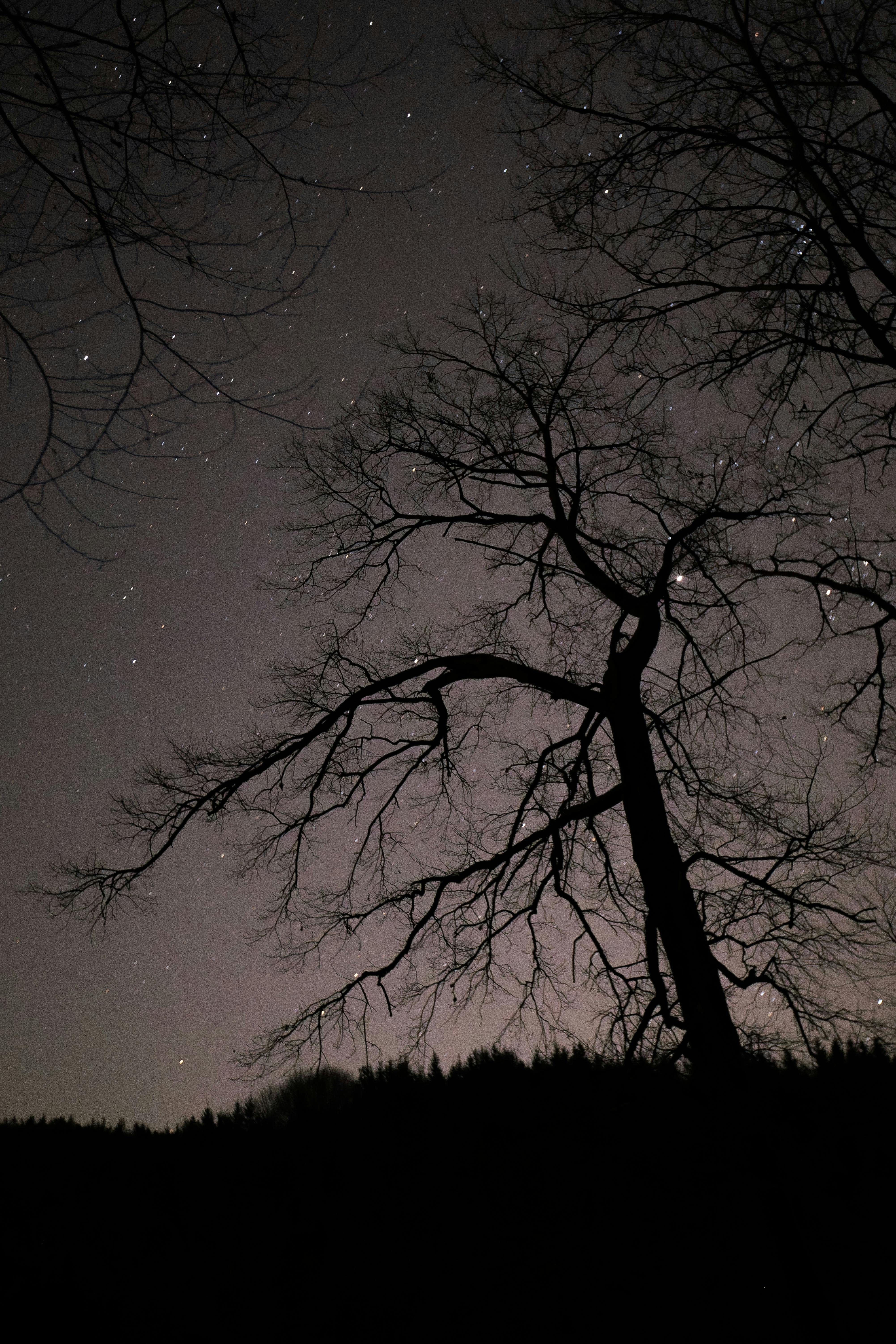 Spooky Tree Silhouette Against Starry Night · Free Stock Photo