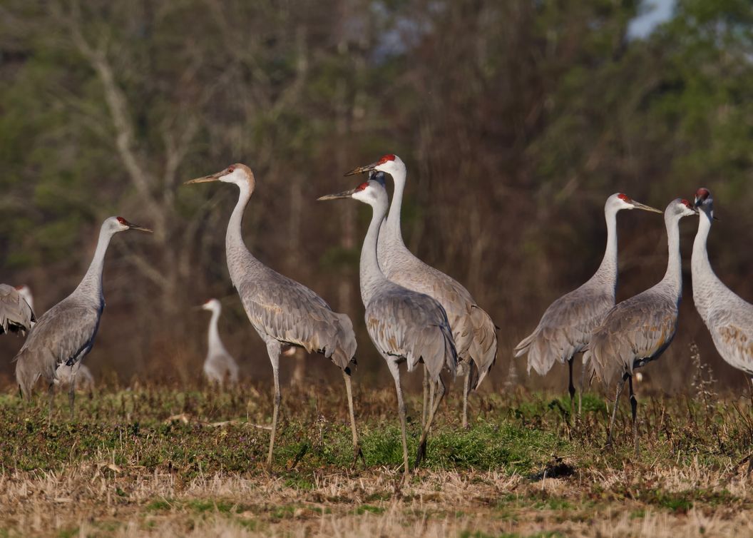 Conservation Efforts Protect Florida Sandhill Crane Habitat