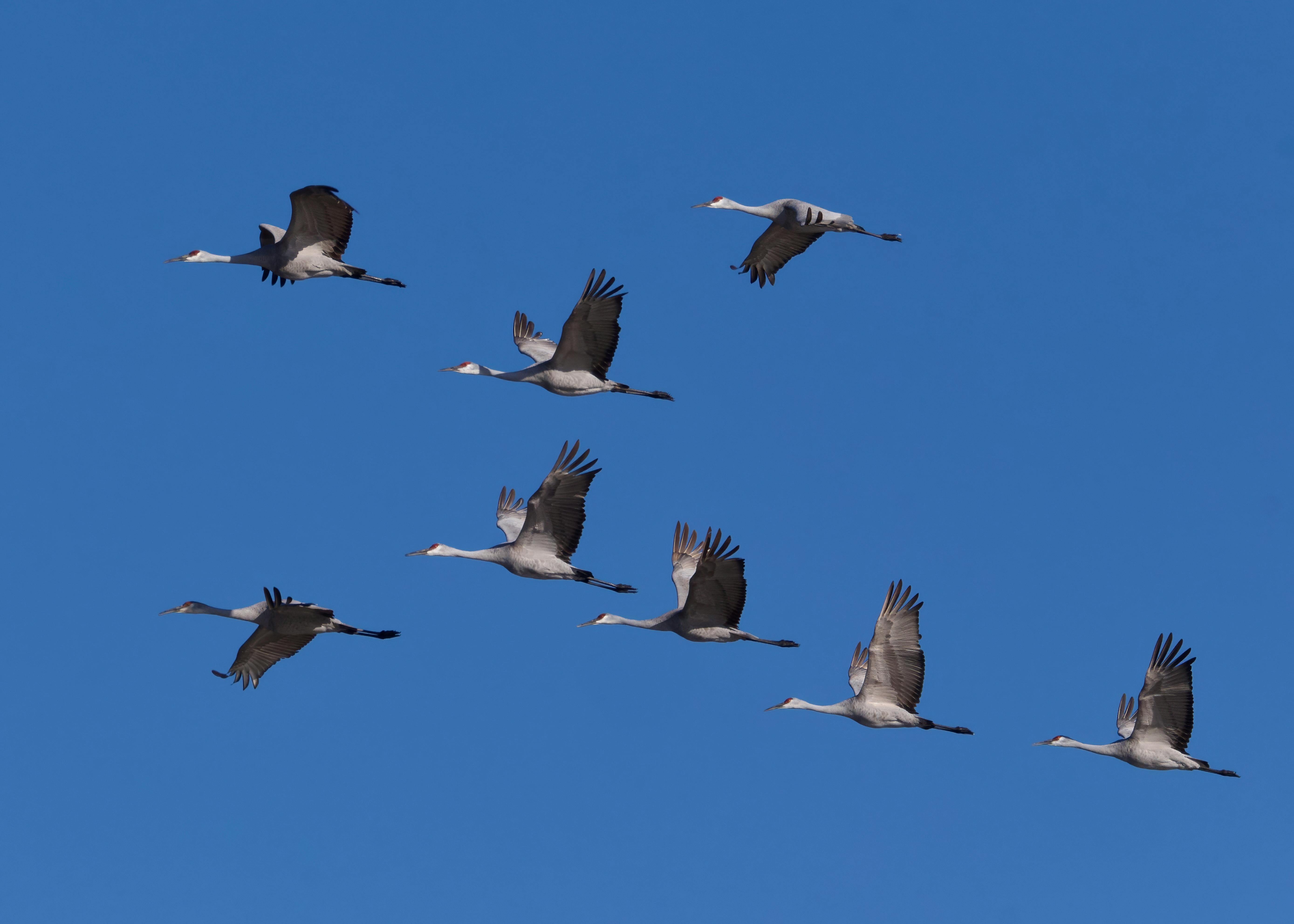 Birds Flying Sequence Photos, Download The BEST Free Birds Flying ...