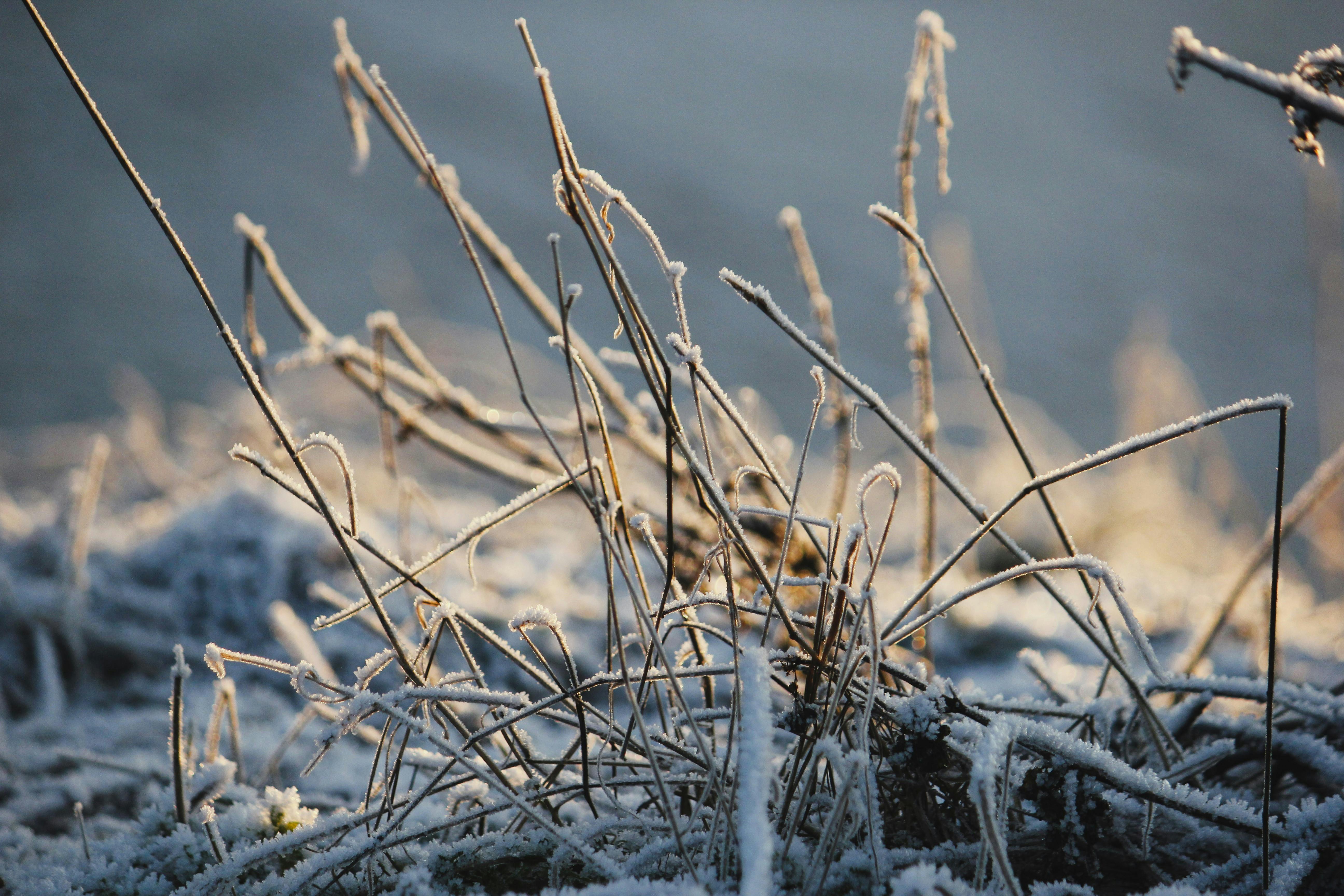Frosty Winter Morning with Icy Grass Stems · Free Stock Photo