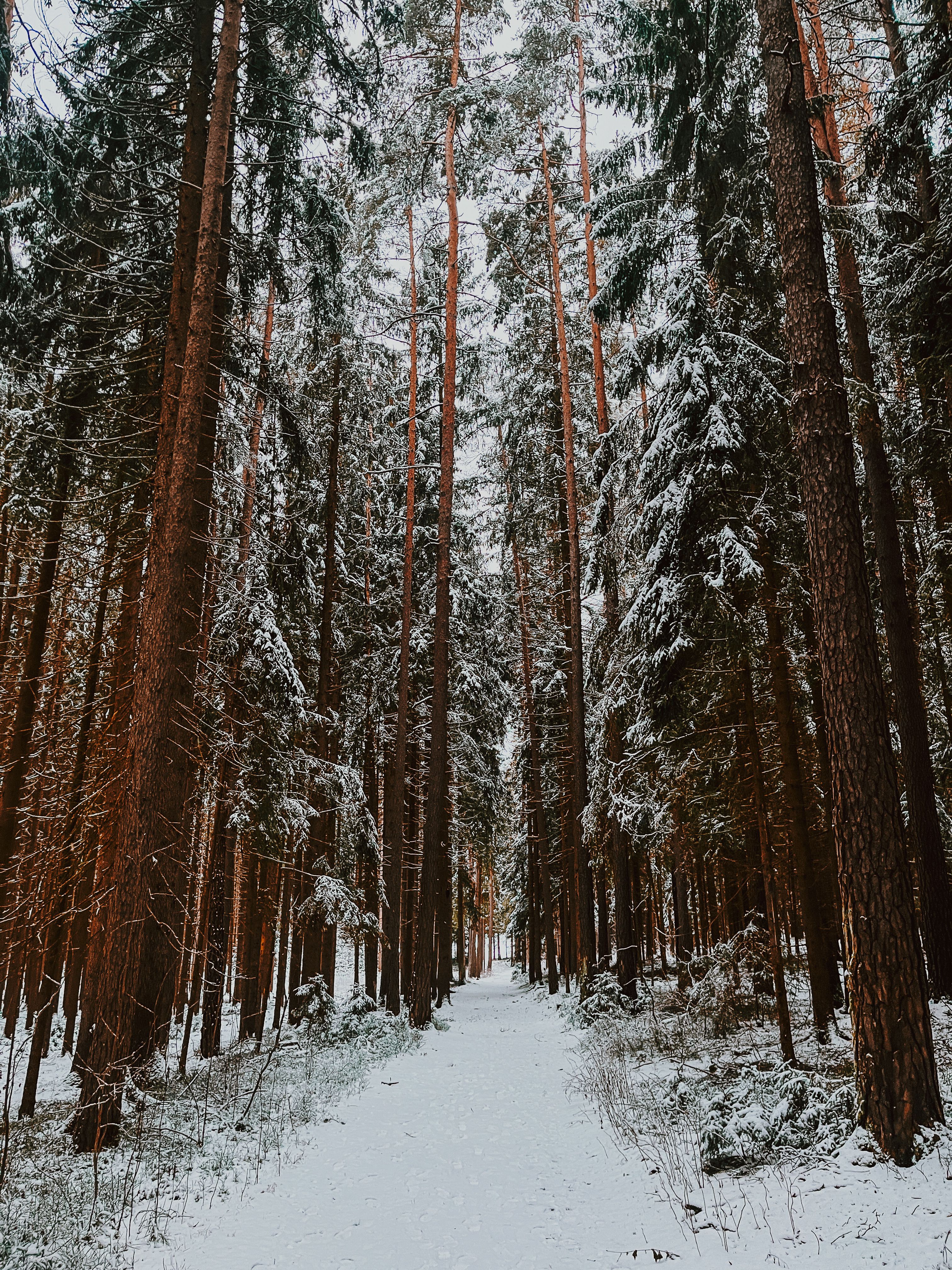Snowy Forest Path in Rehau, Germany in Winter · Free Stock Photo