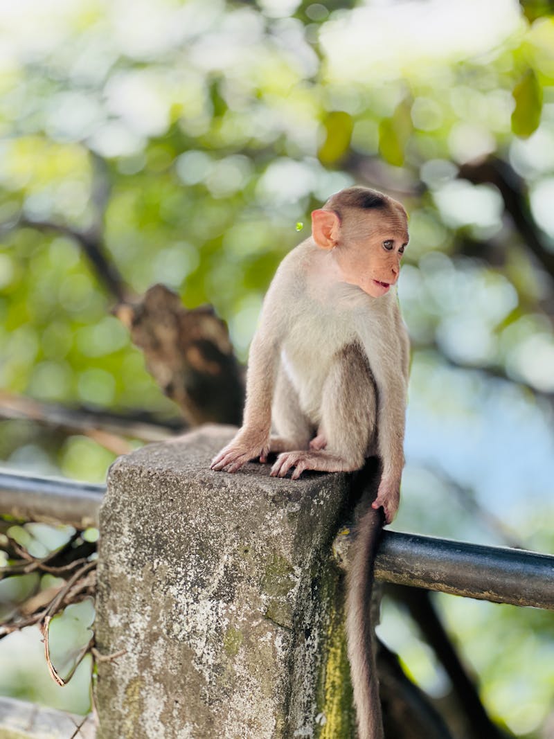 Monkey Profile Photos, Download The BEST Free Monkey Profile Stock ...