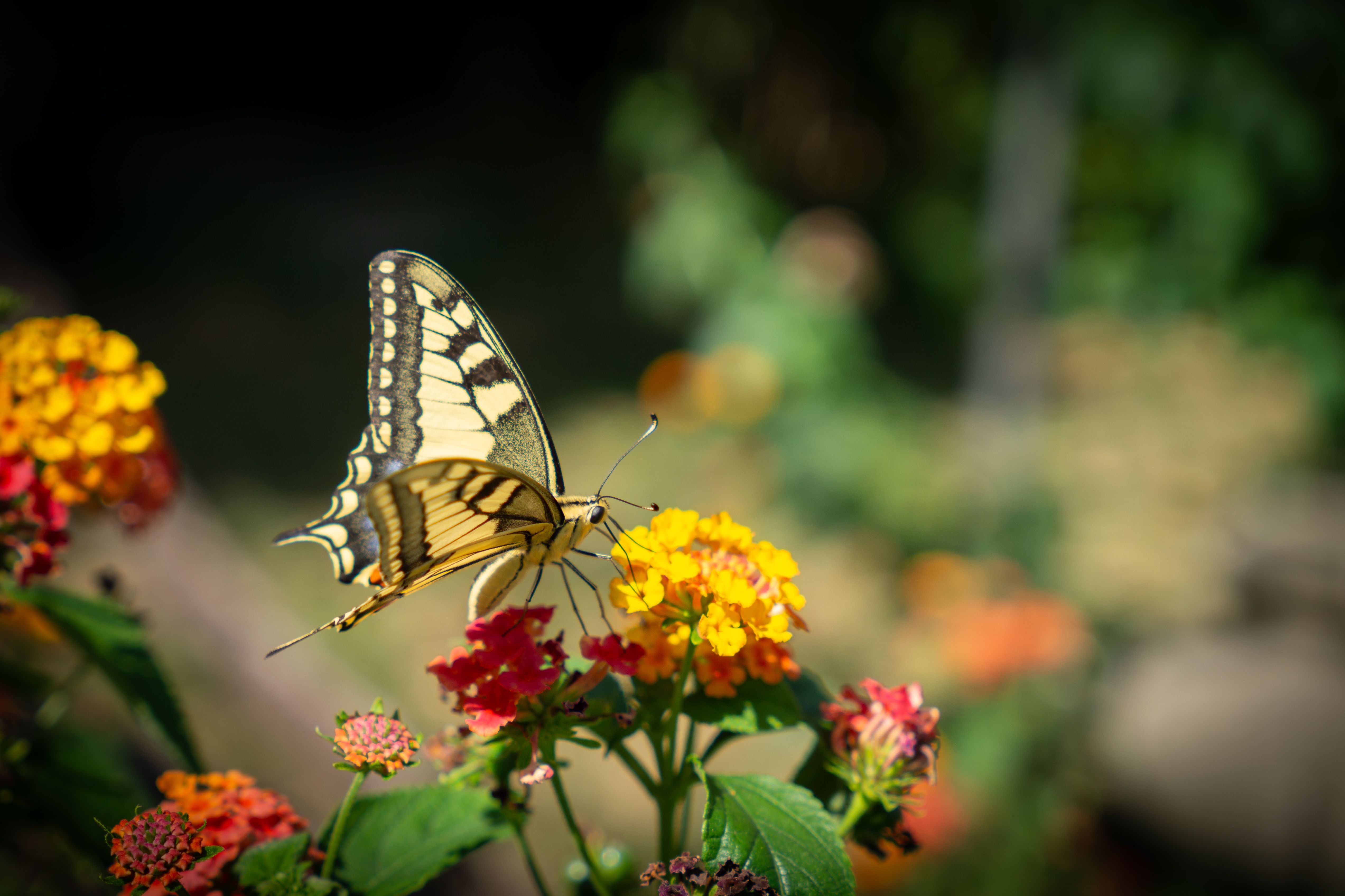 Close-Up of Swallowtail Butterfly on Vibrant Flowers · Free Stock Photo