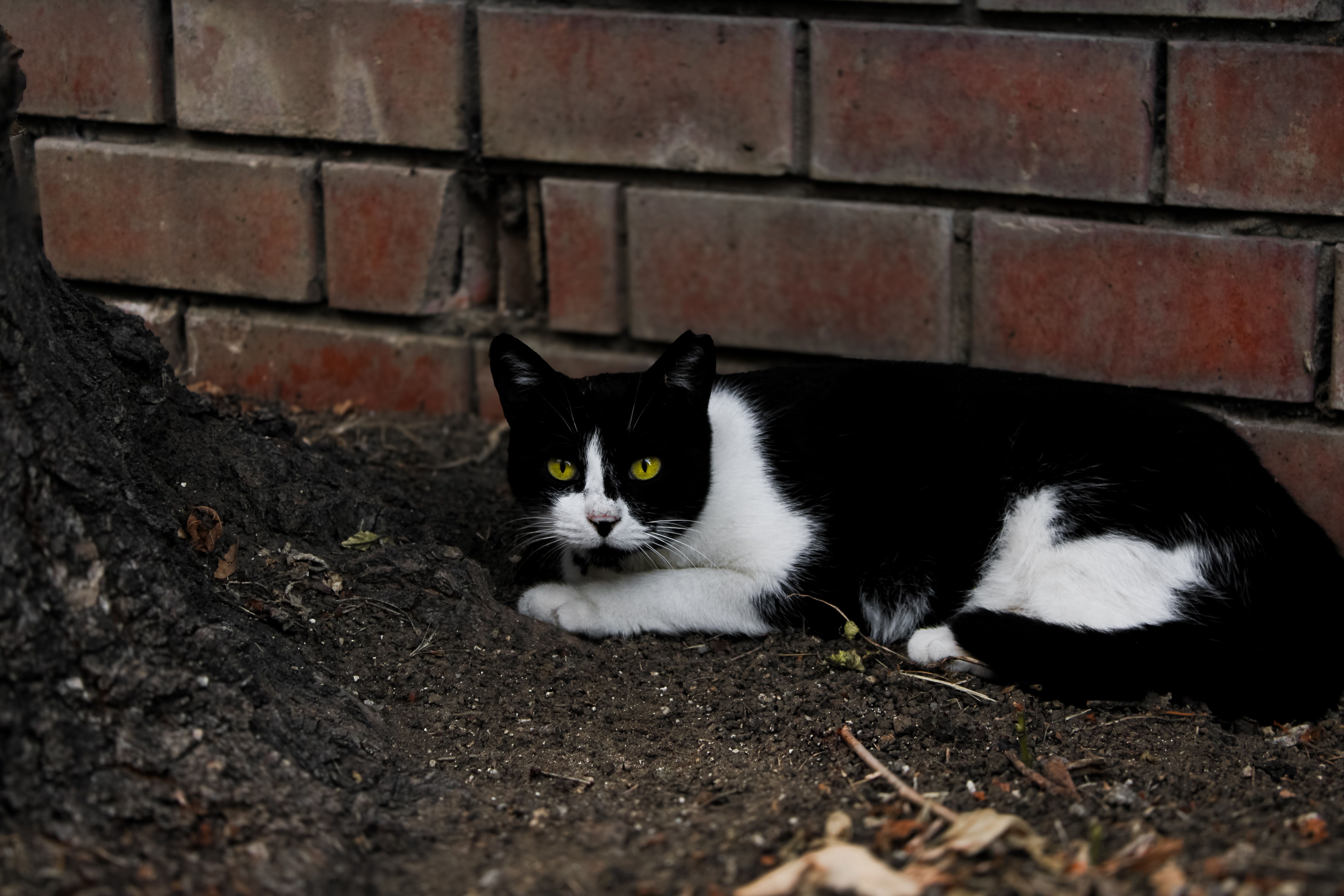 Black and White Cat Resting Near Brick Wall · Free Stock Photo