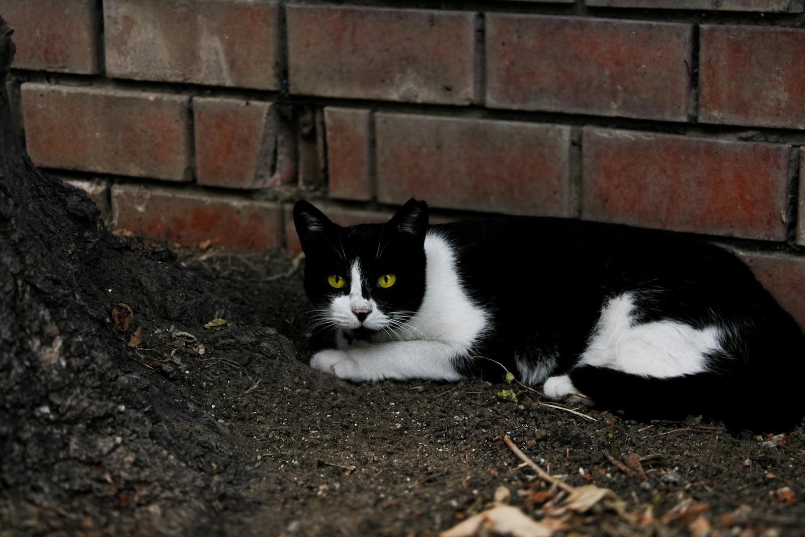 Scared Cat Photos, Download The BEST Free Scared Cat Stock Photos & HD ...