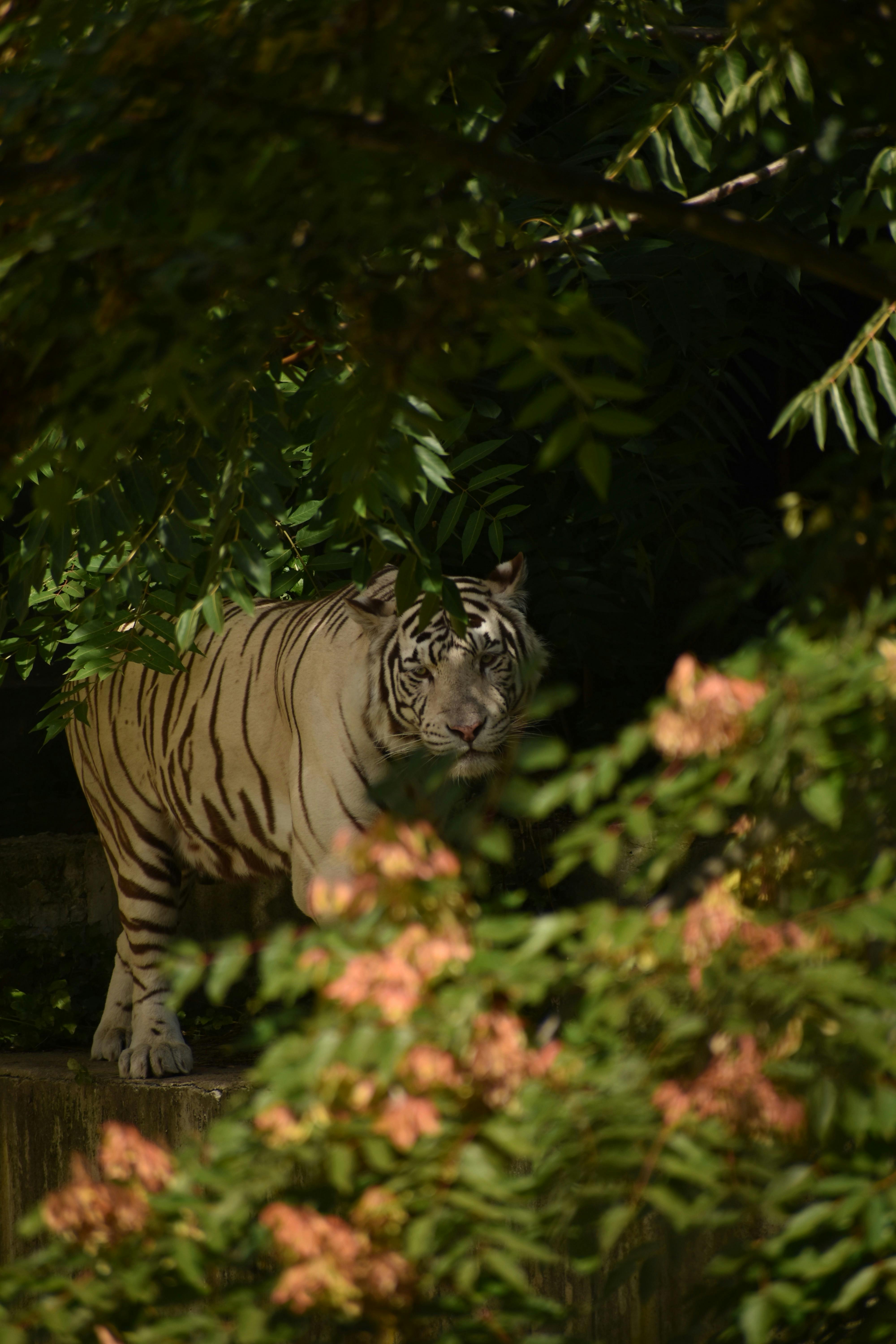 Majestic White Tiger in Sofia Zoo, Bulgaria · Free Stock Photo