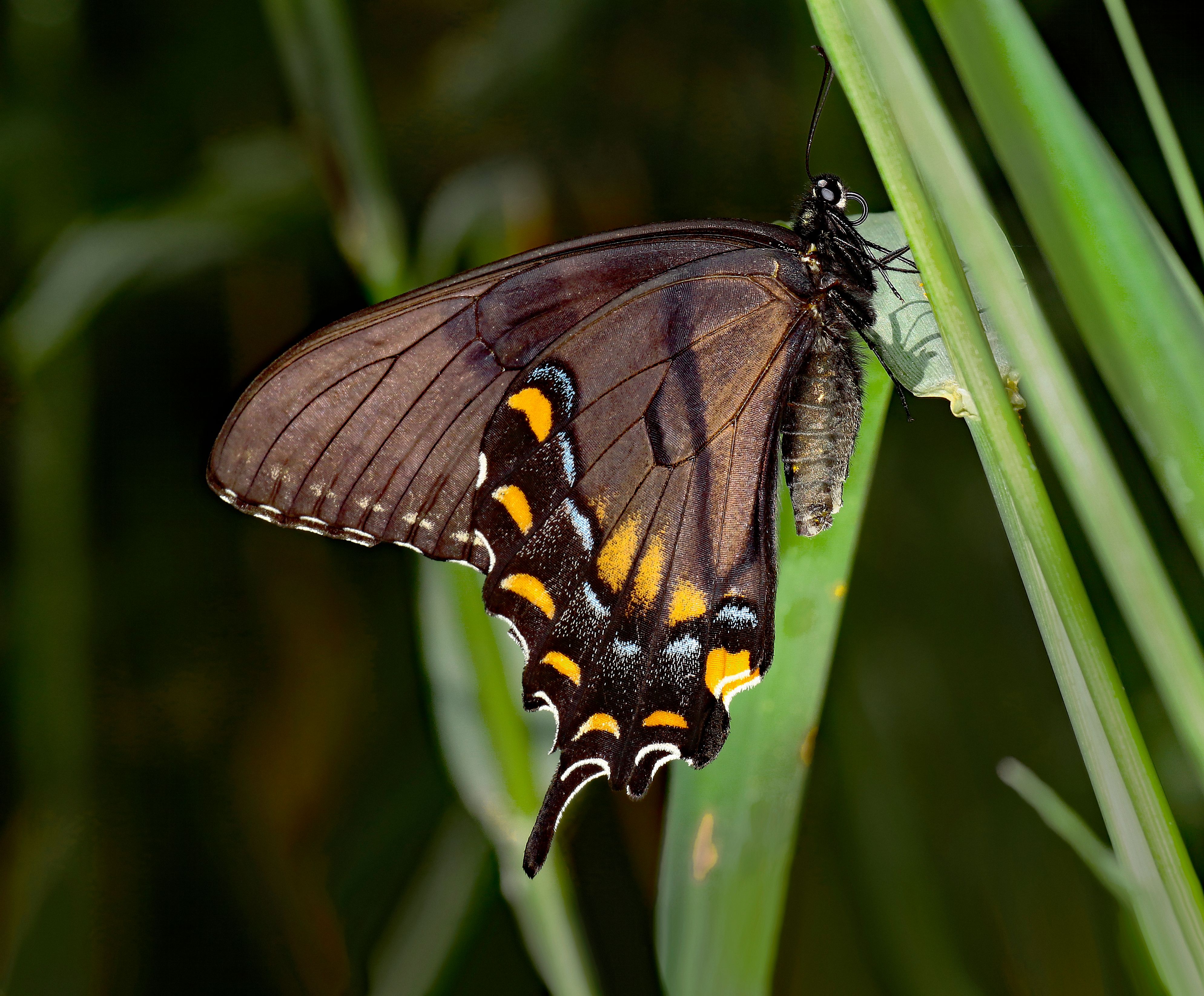 Close-up Photography of Atlas Moth · Free Stock Photo