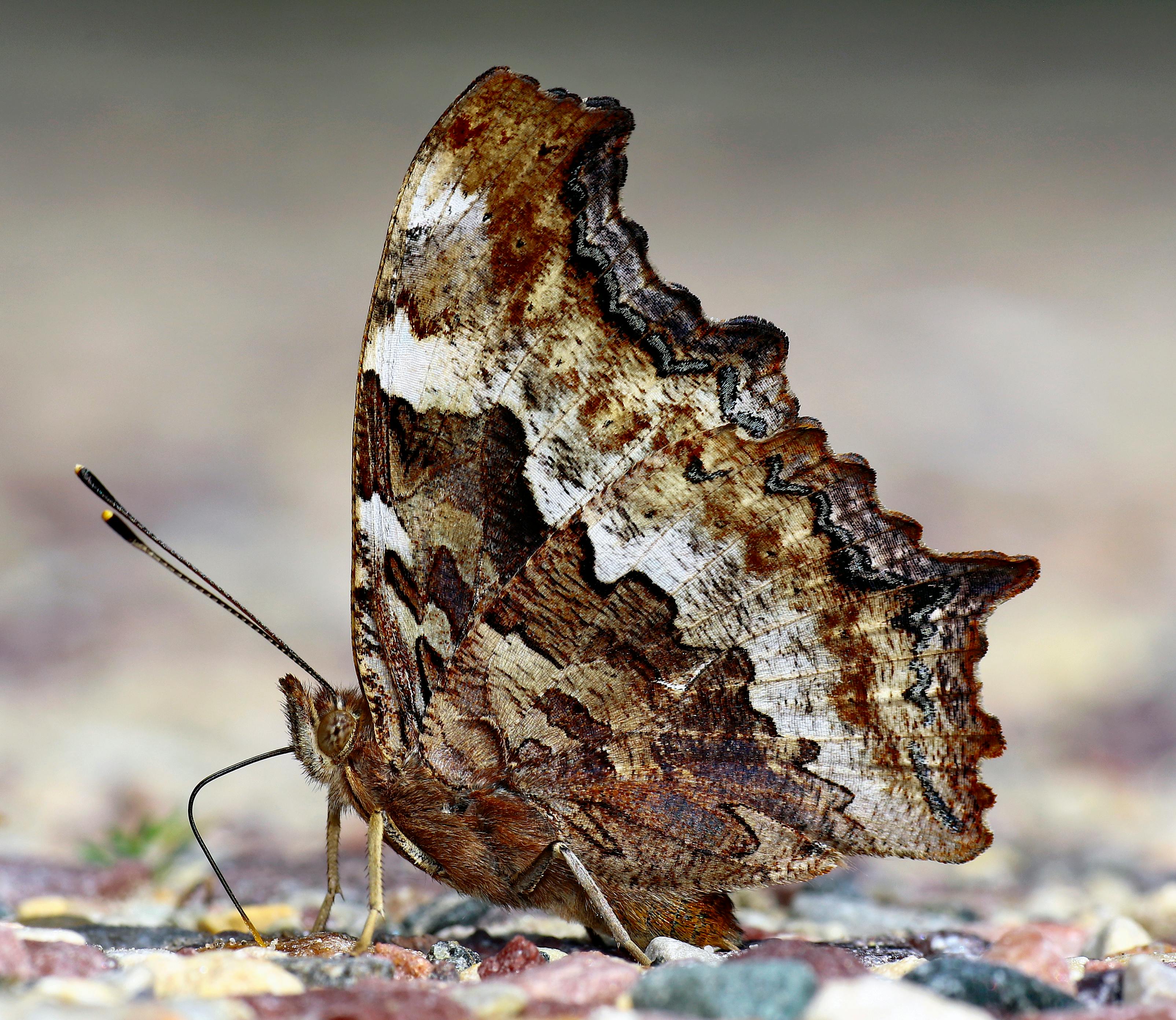Close-Up Image of a Brown Tortoiseshell Butterfly · Free Stock Photo