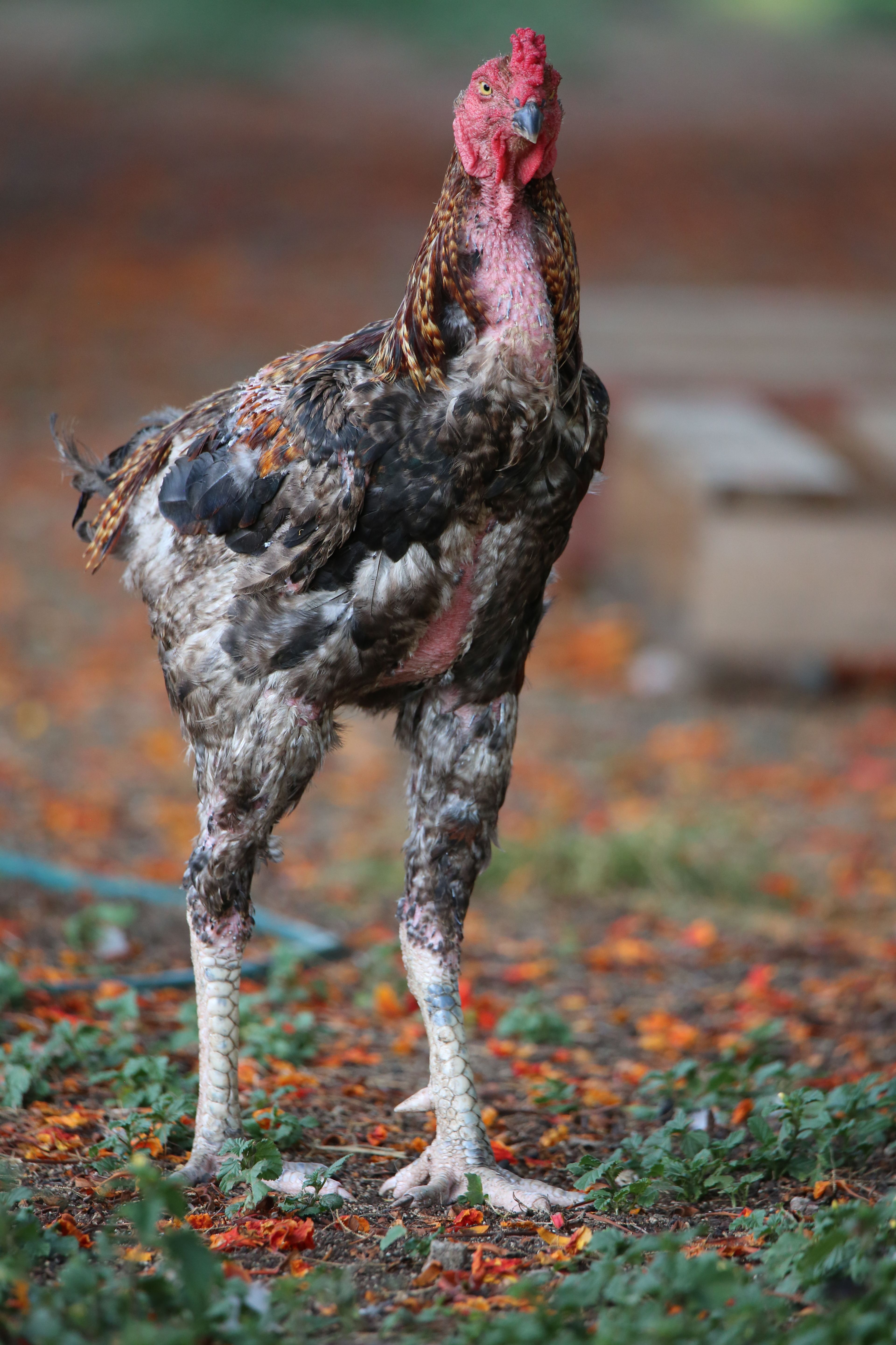 Free-Ranging Rooster in Rural Queensland · Free Stock Photo