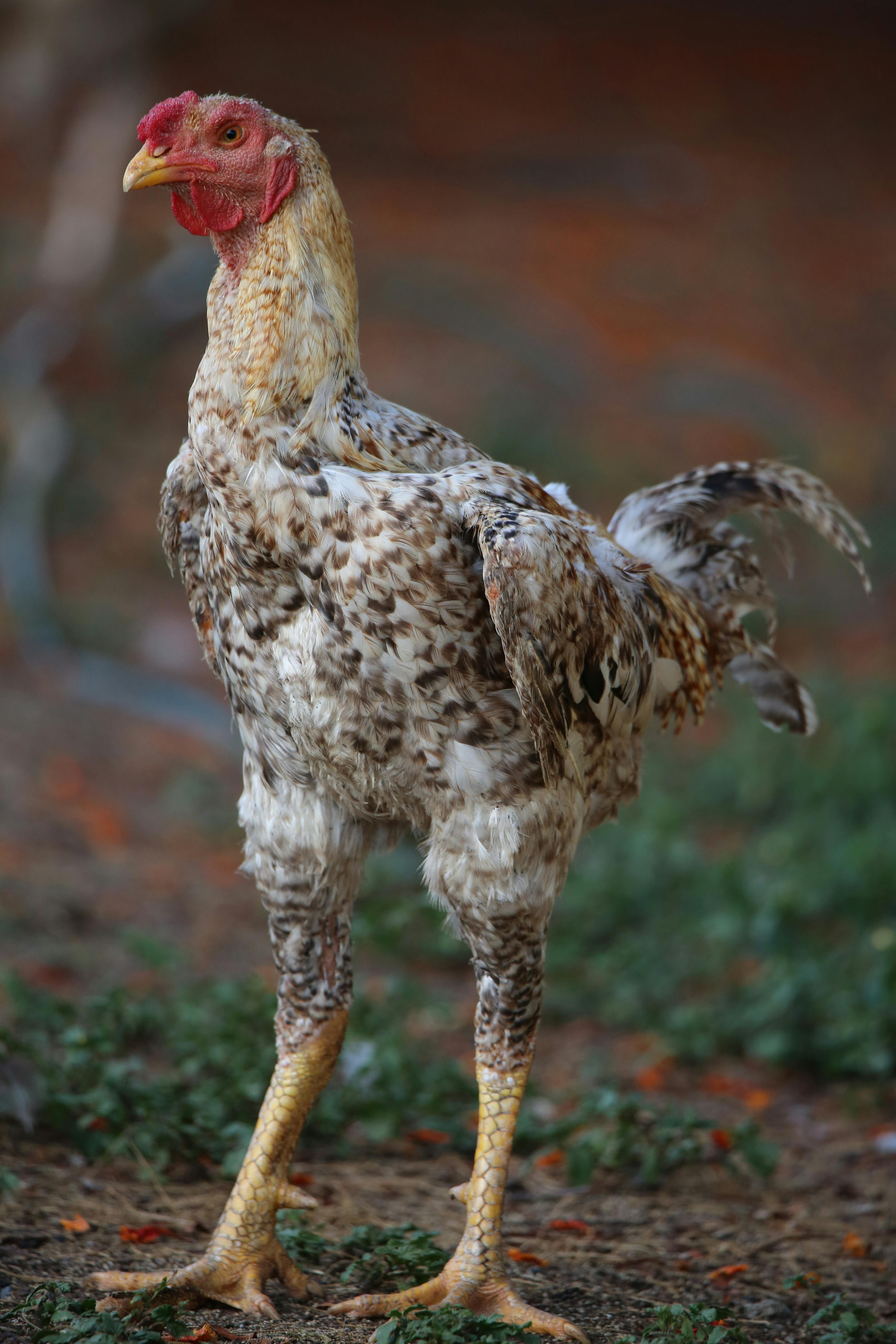 Freerange Hens Photos, Download The BEST Free Freerange Hens Stock ...