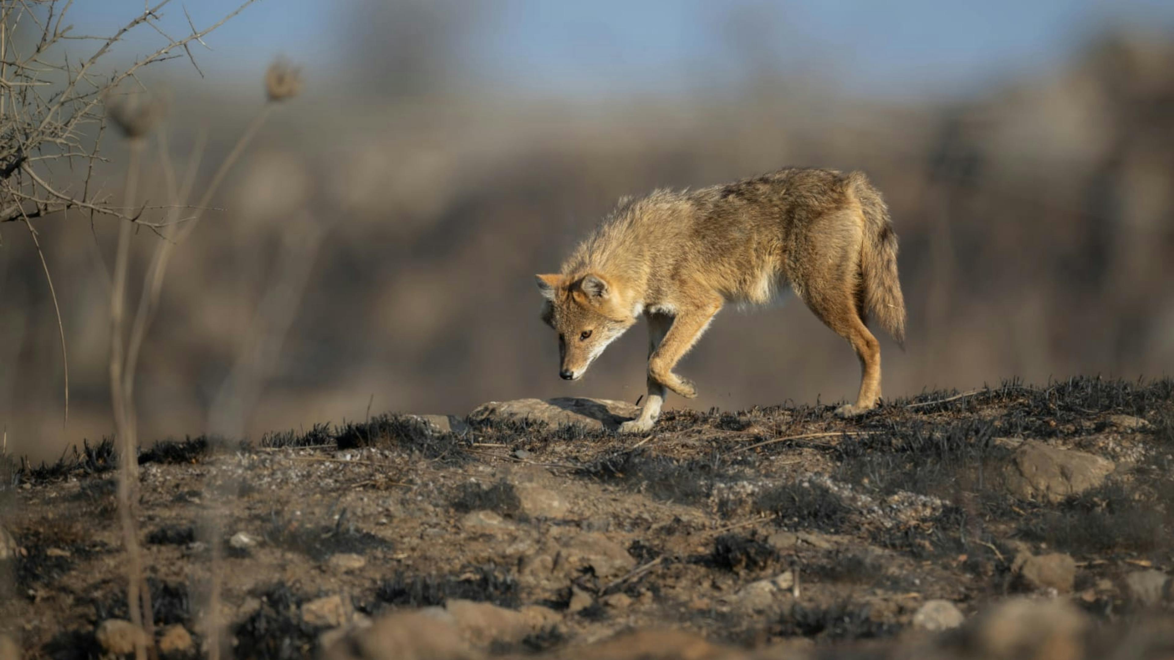 Golden Jackal in Israeli Wilderness · Free Stock Photo