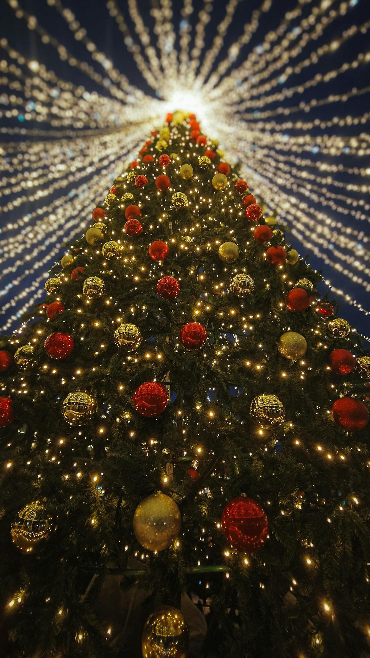 Festive Season Photos, Download The BEST Free Festive Season Stock ...