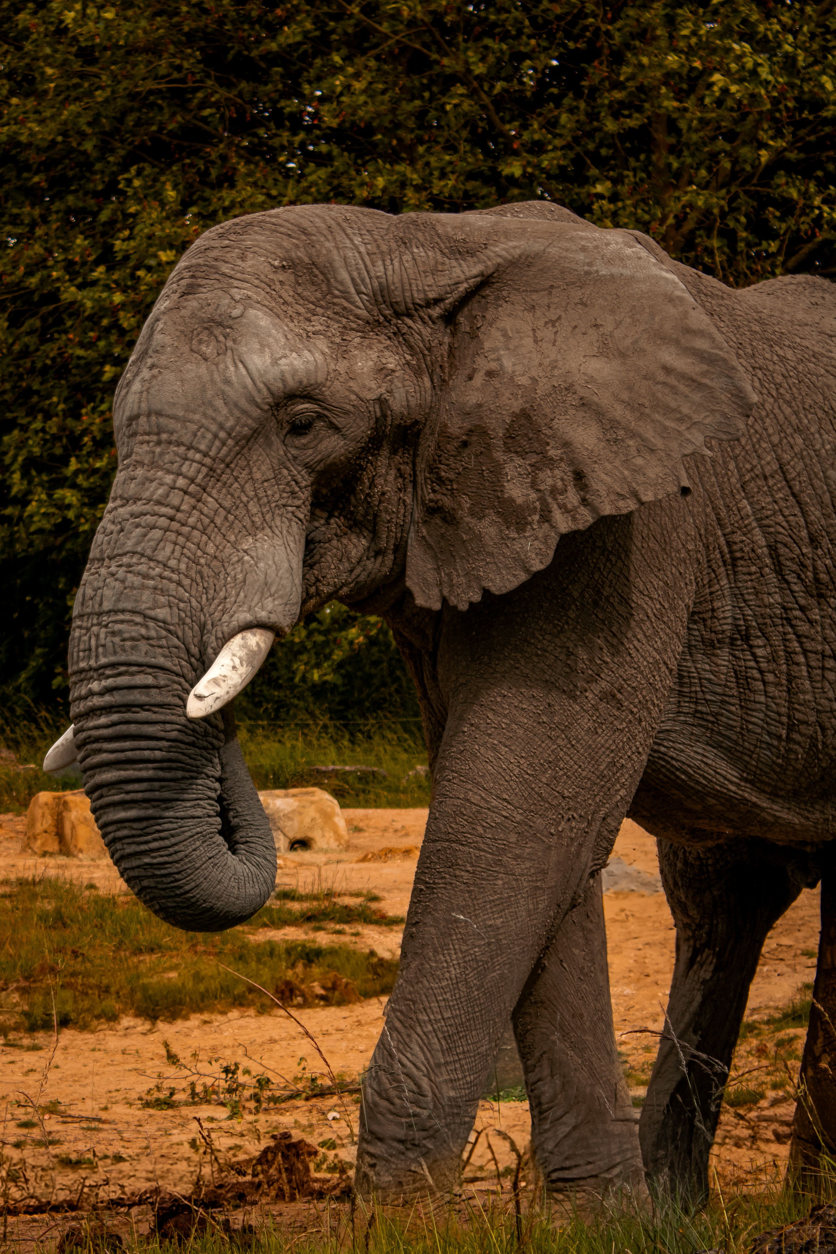 Gray Elephant · Free Stock Photo