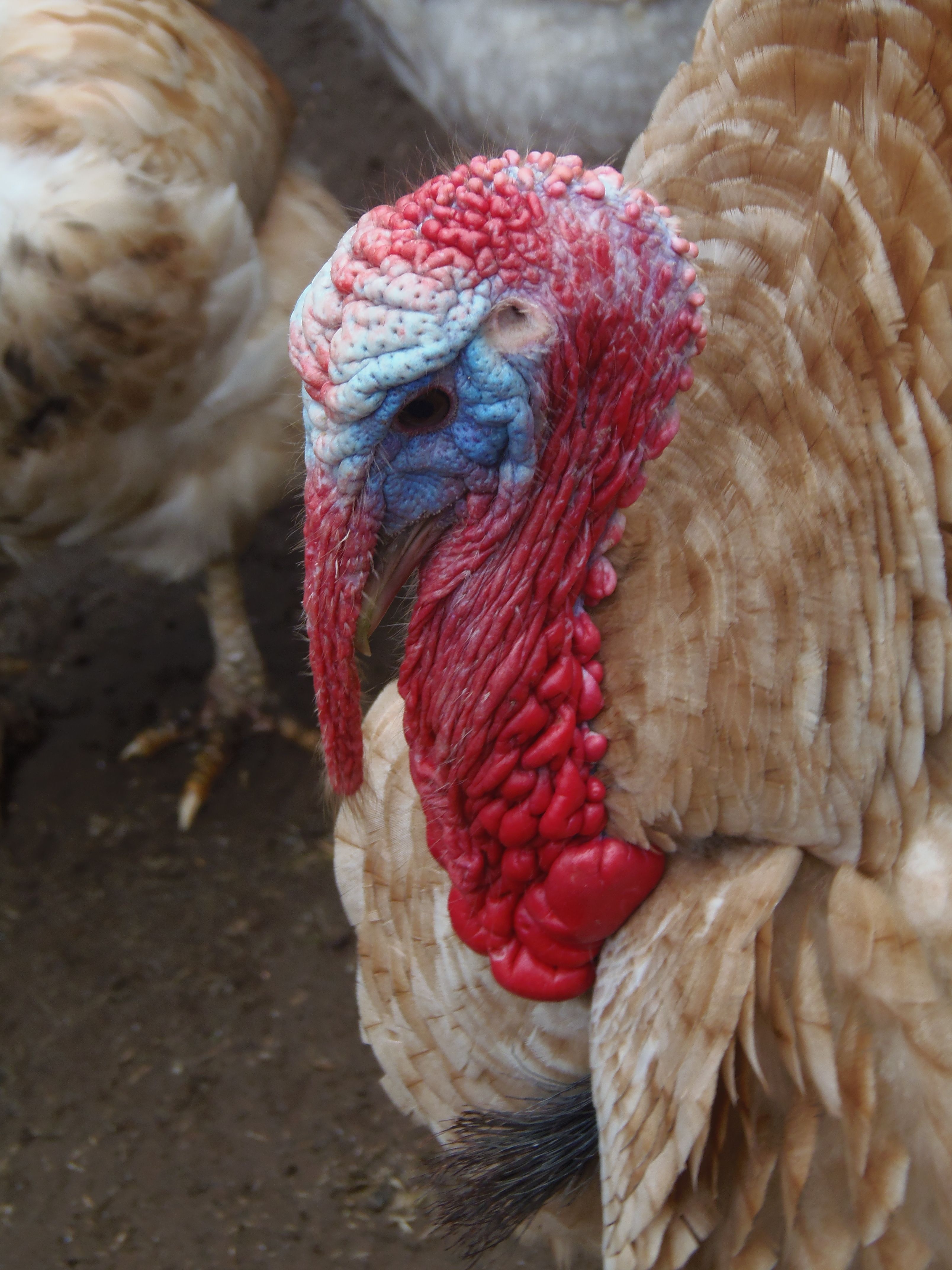 Close-up of a Colorful Turkey Head Profile · Free Stock Photo