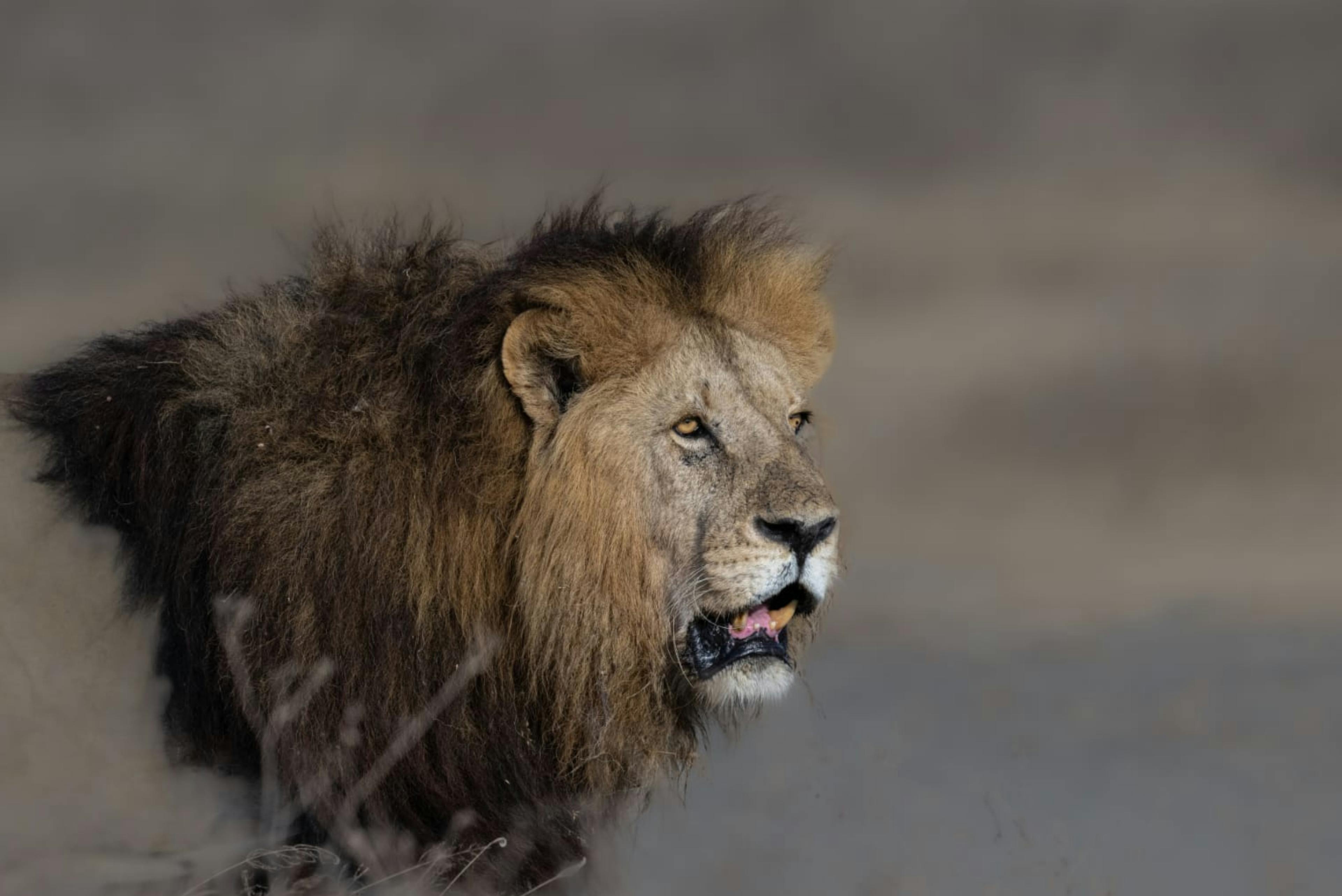 Majestic African Lion in the Mara Region, Tanzania · Free Stock Photo