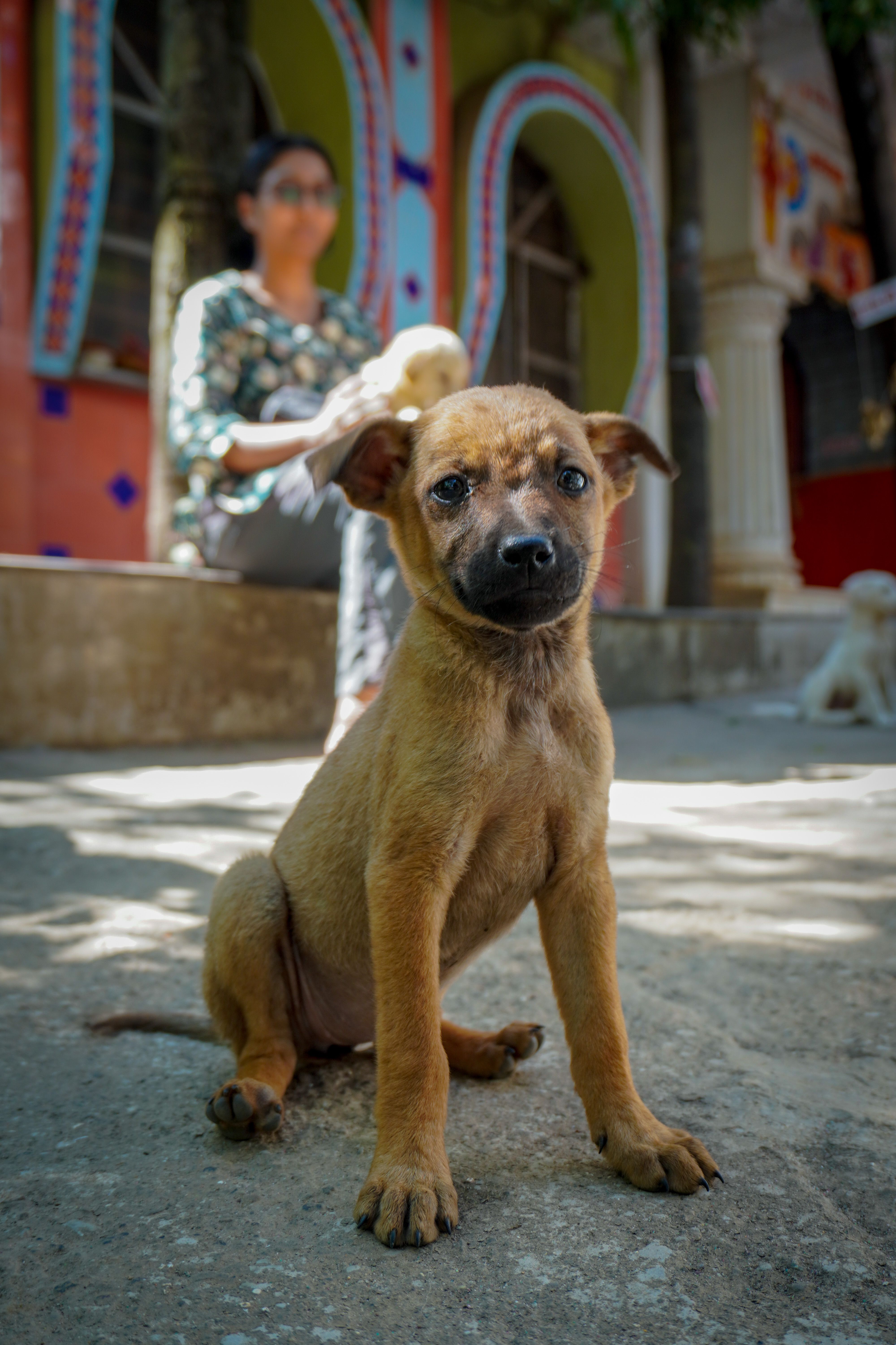 Dog's Stance Photos, Download The BEST Free Dog's Stance Stock Photos ...