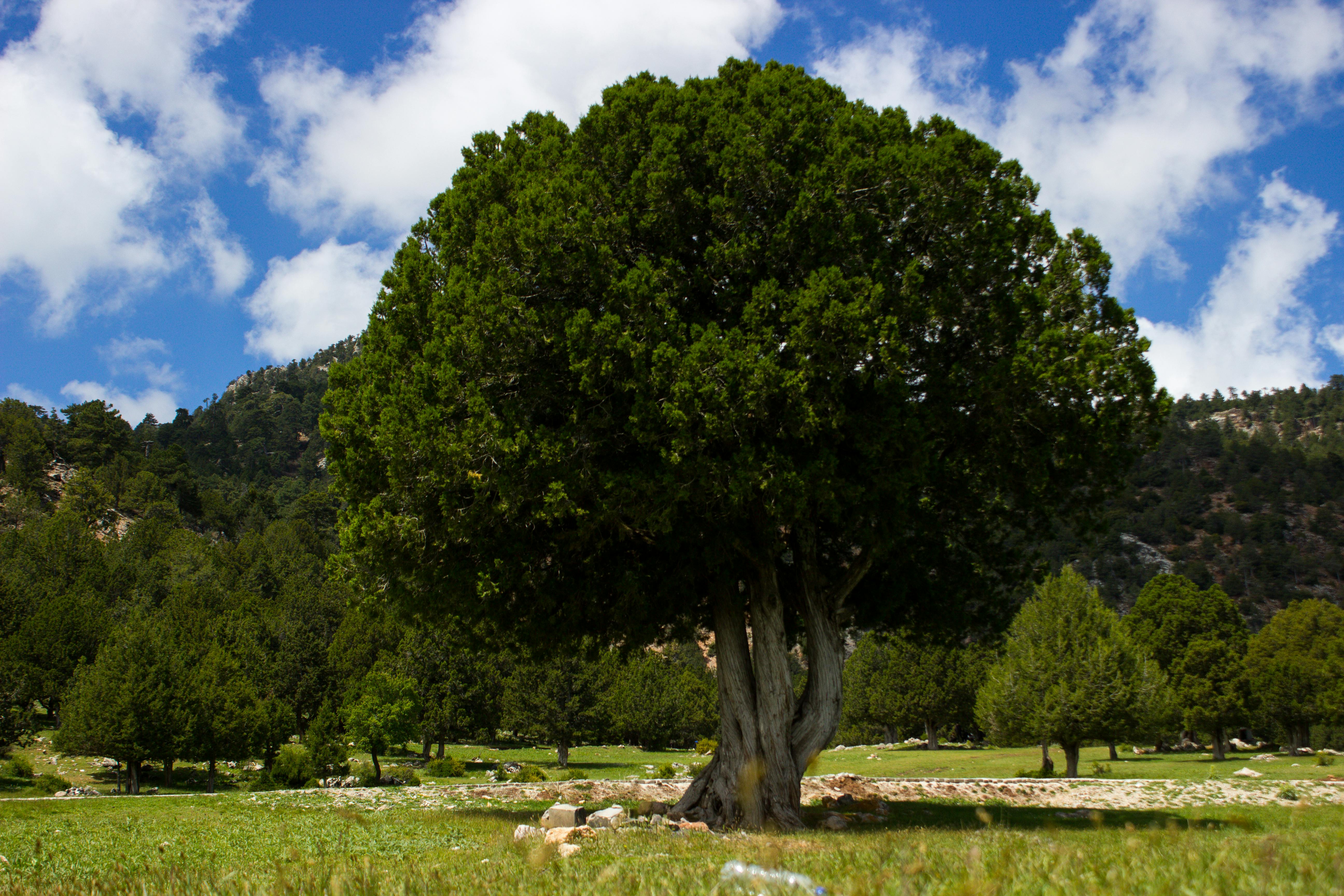 Majestic Tree in Burdur Turkey Plateau Landscape · Free Stock Photo