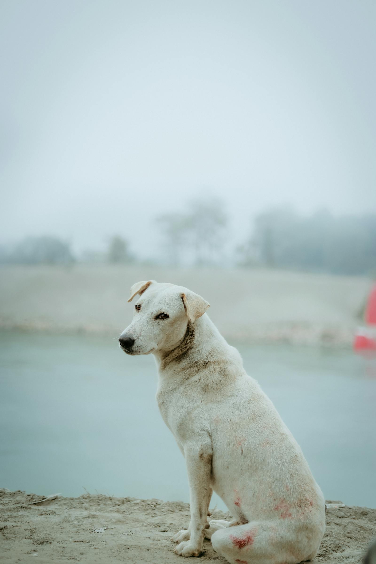 Pic Of A Dog Photos, Download The BEST Free Pic Of A Dog Stock Photos ...