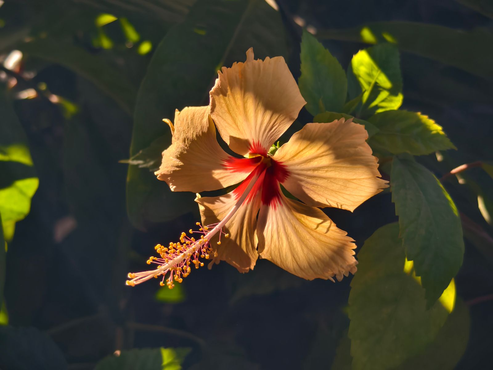 Hibiscus Photos, Download The BEST Free Hibiscus Stock Photos & HD Images