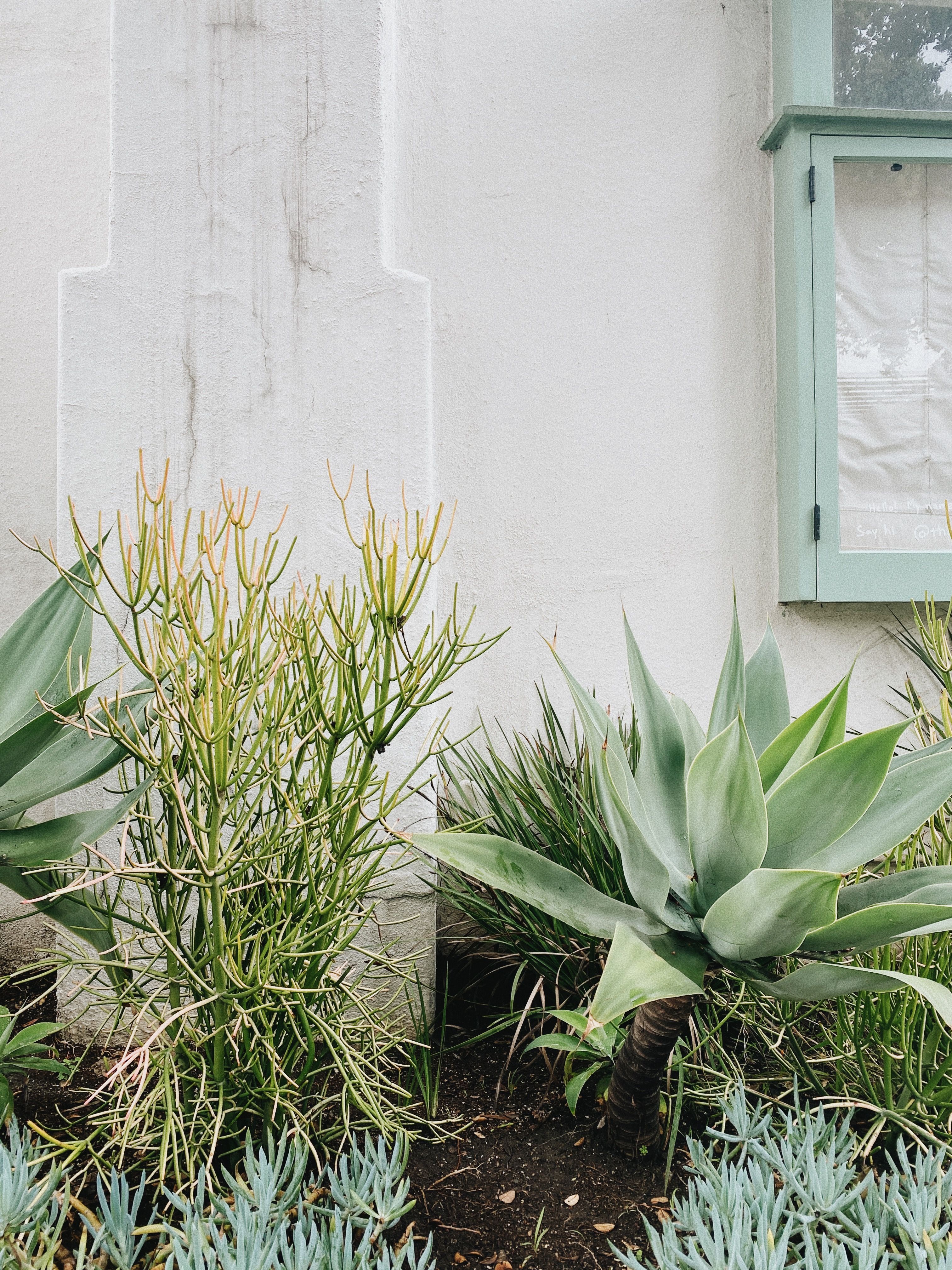Succulent garden by a white stucco wall · Free Stock Photo