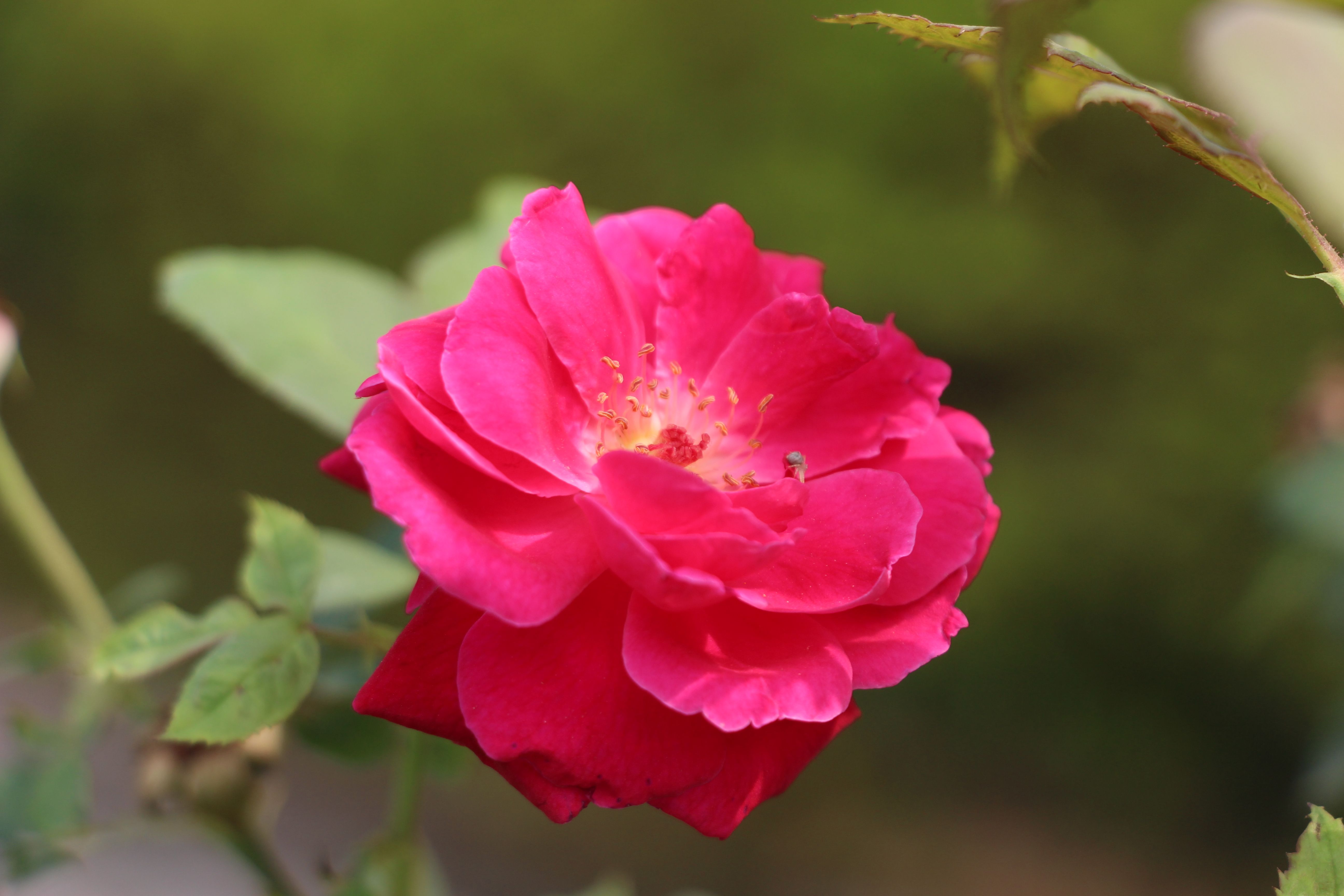 Close-up of Vibrant Pink Rose in Bloom · Free Stock Photo