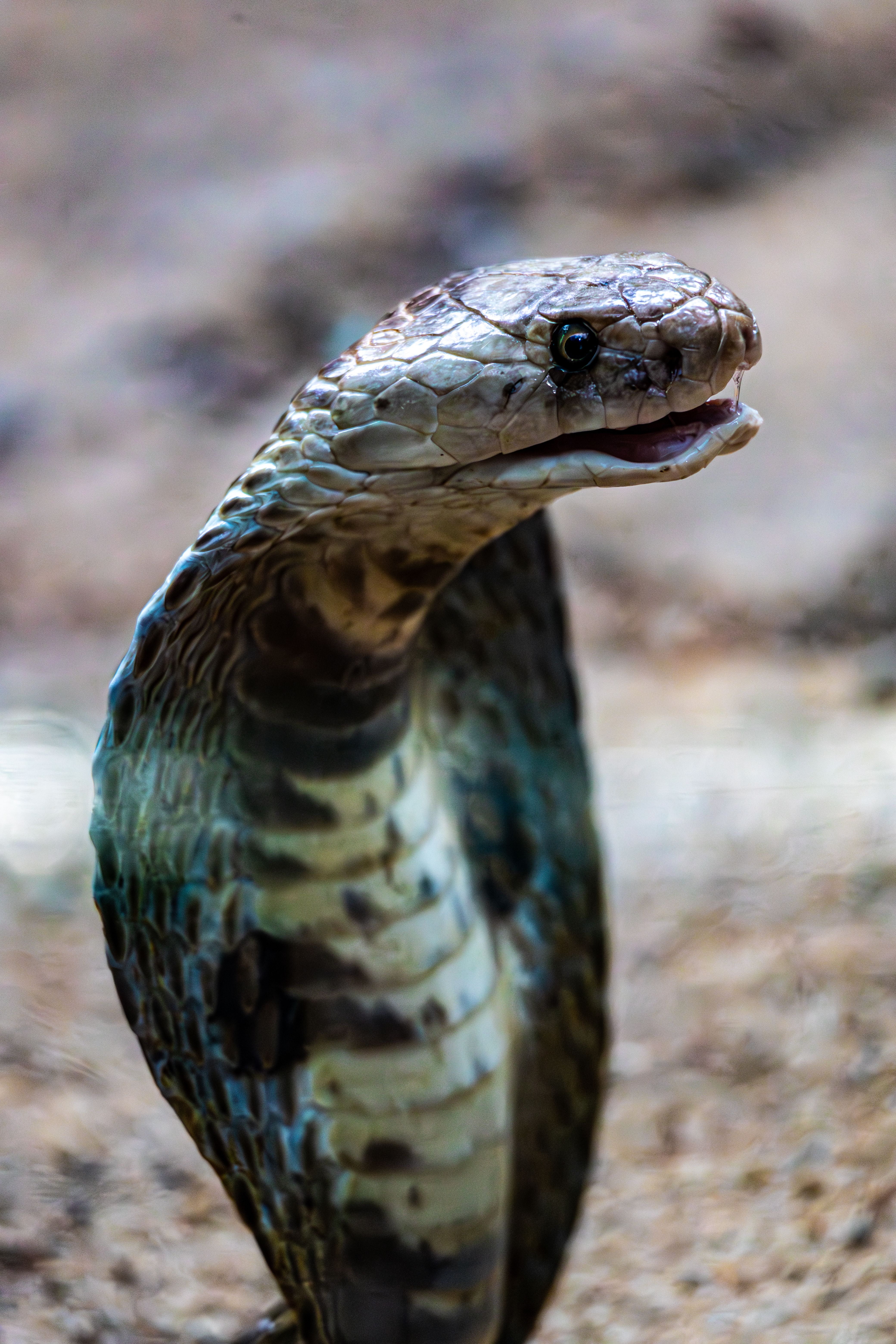 Primer Plano De Una Cobra En Su Hábitat Natural · Foto de stock gratuita