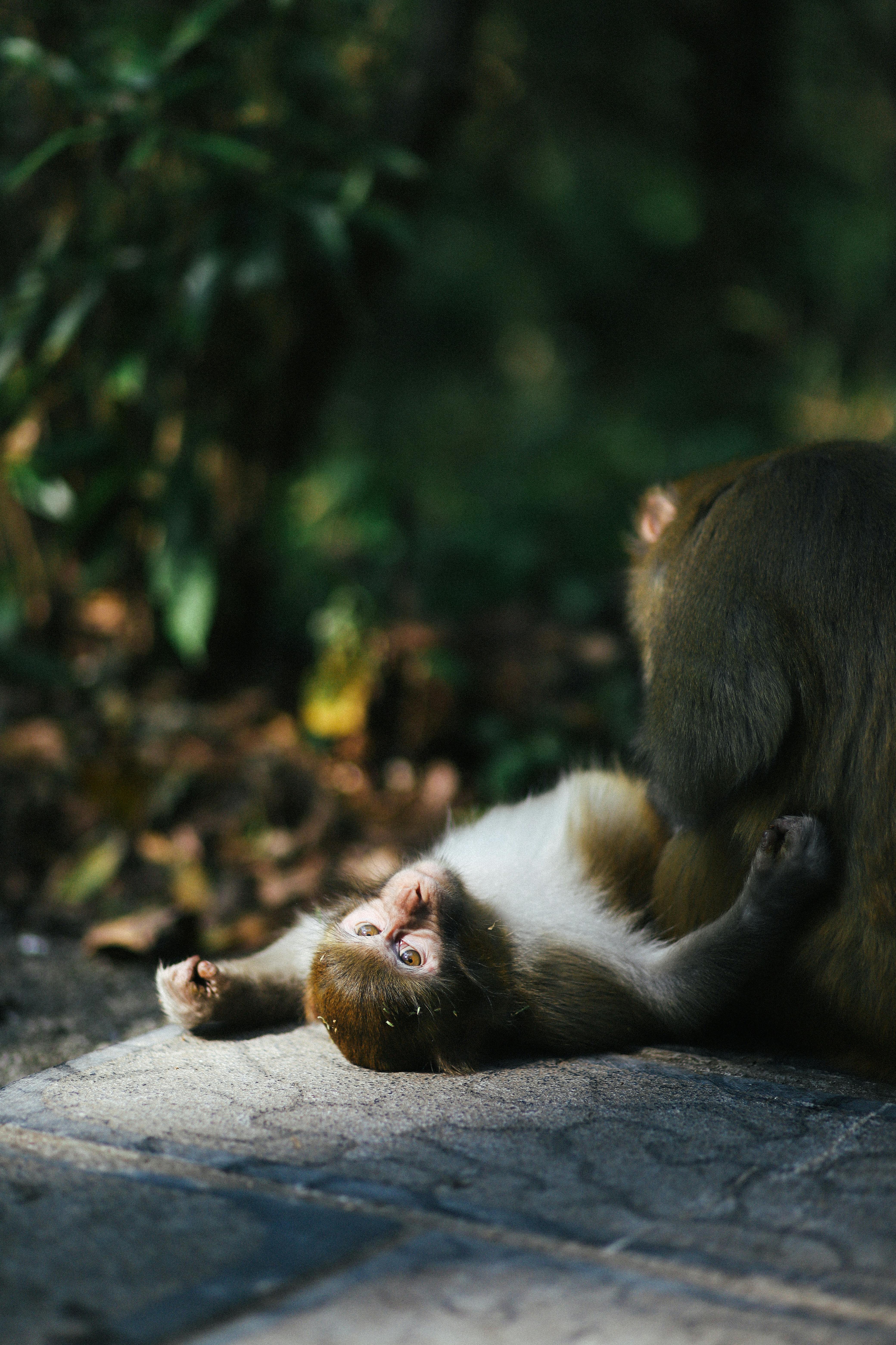 Playful Monkeys in Zhangjiajie Forest · Free Stock Photo
