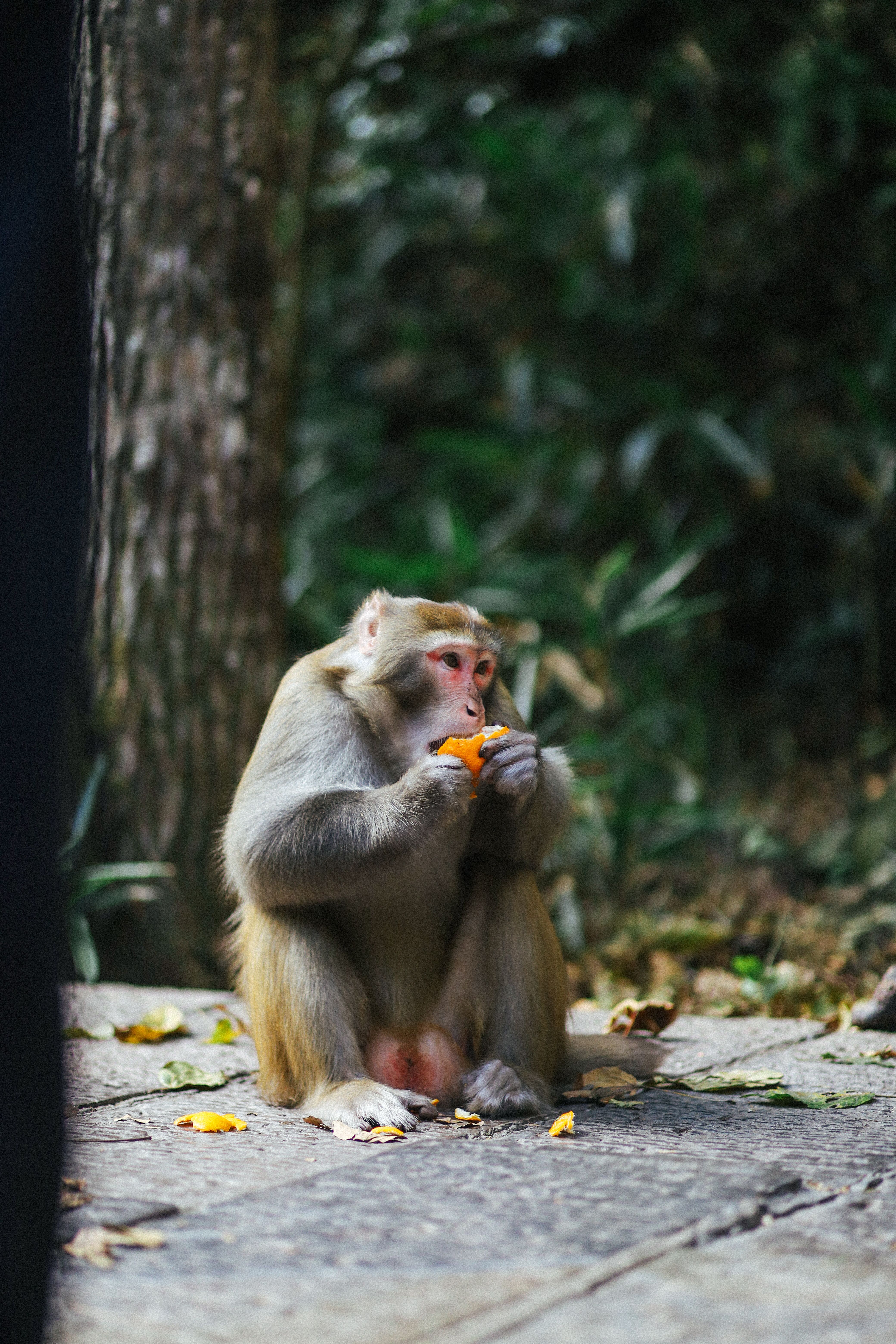 Macaco Rhesus Disfrutando De Un Refrigerio En La Naturaleza · Foto de ...