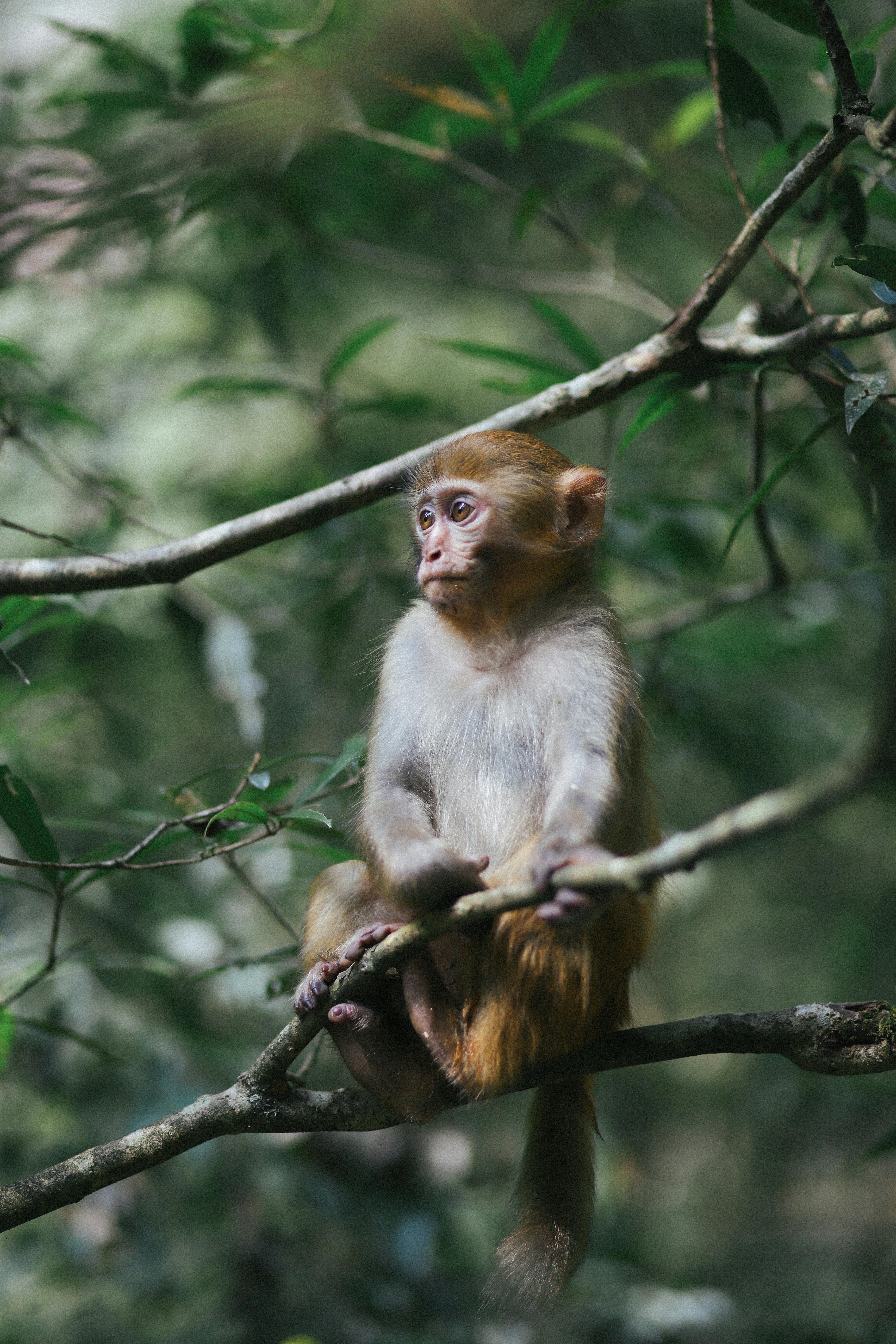 Chinese Monkey Photos, Download The BEST Free Chinese Monkey Stock ...