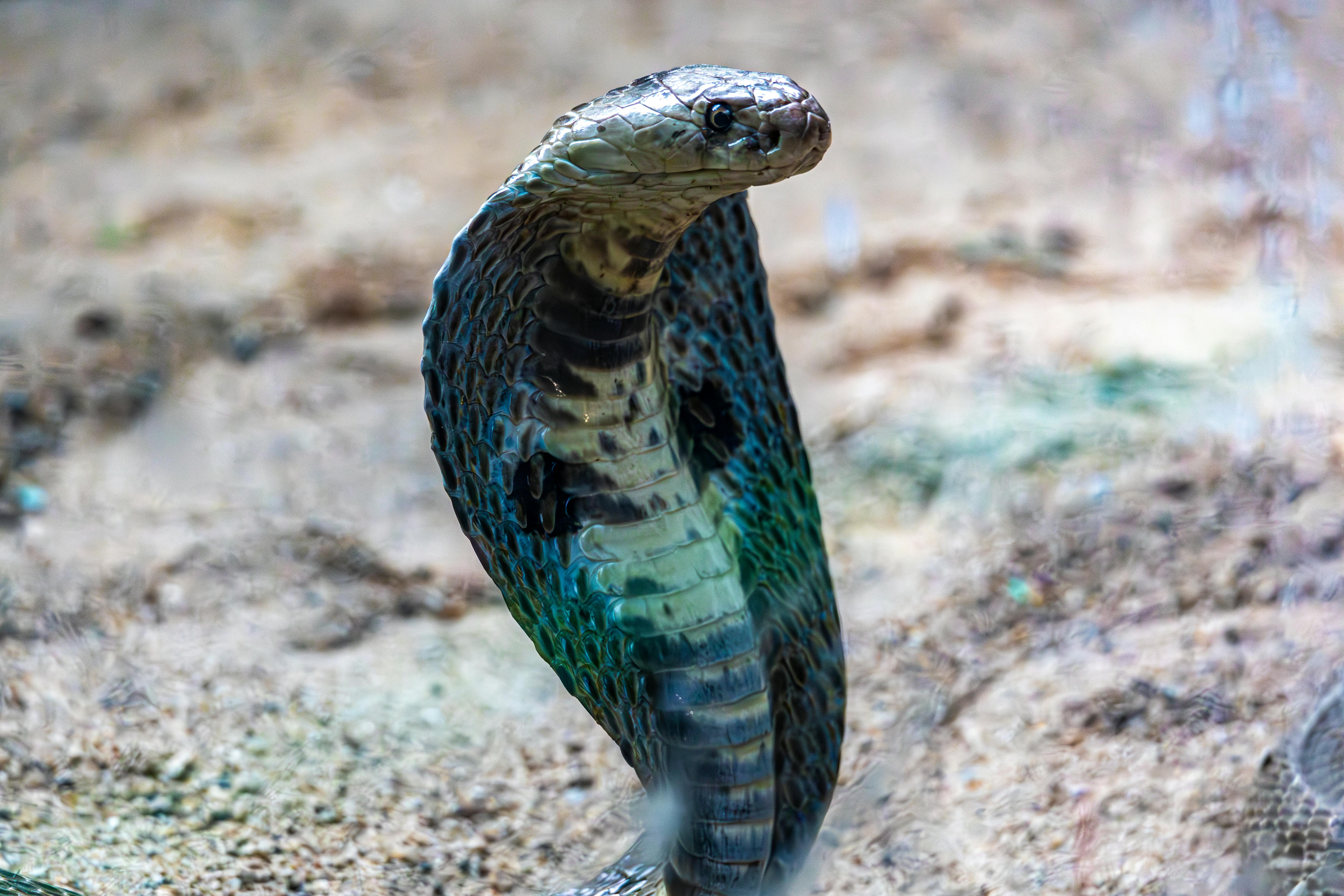 Close-up of Monocled Cobra in Natural Habitat · Free Stock Photo